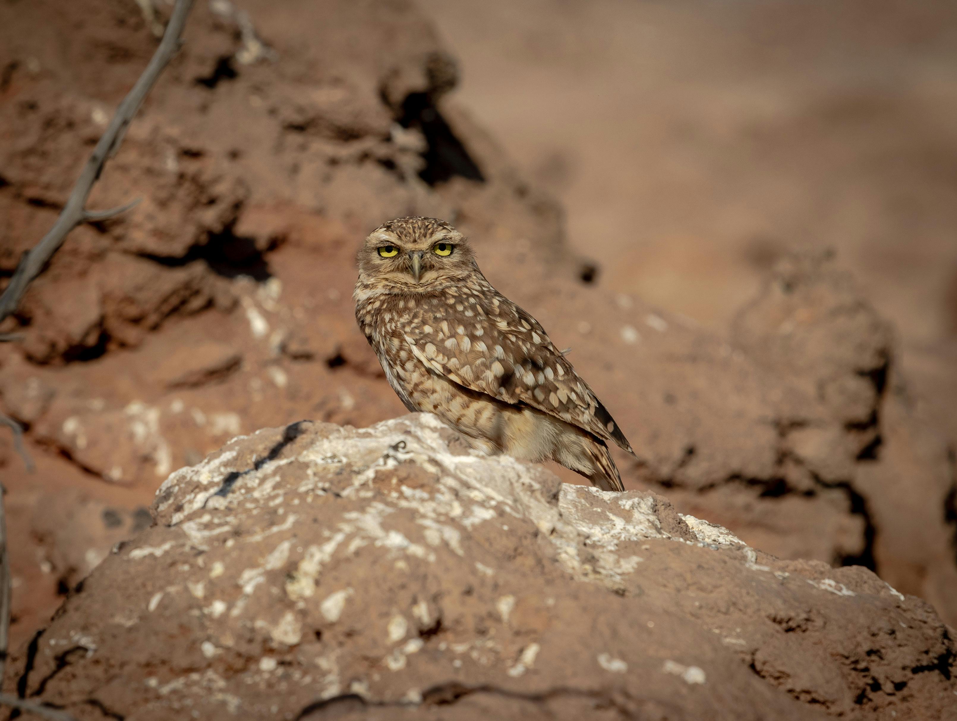 Burrowing Owl in Rocky Desert Habitat · Free Stock Photo