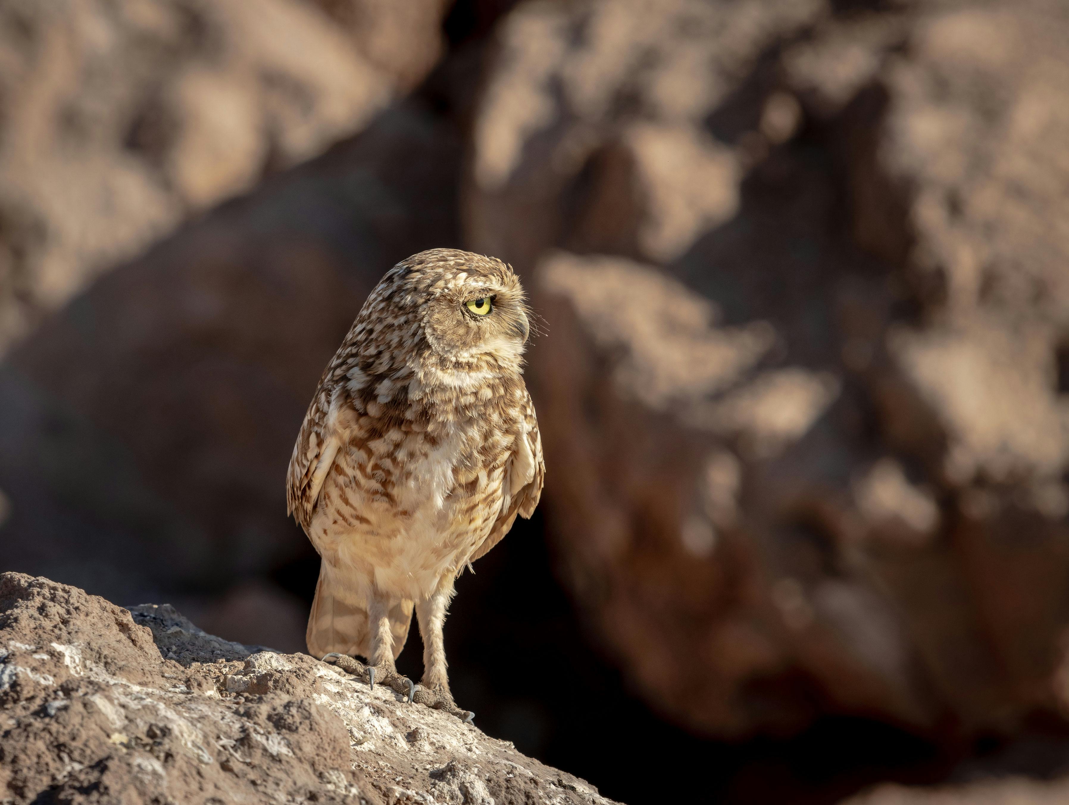 Burrowing Owl in Tarapacá Desert Landscape · Free Stock Photo