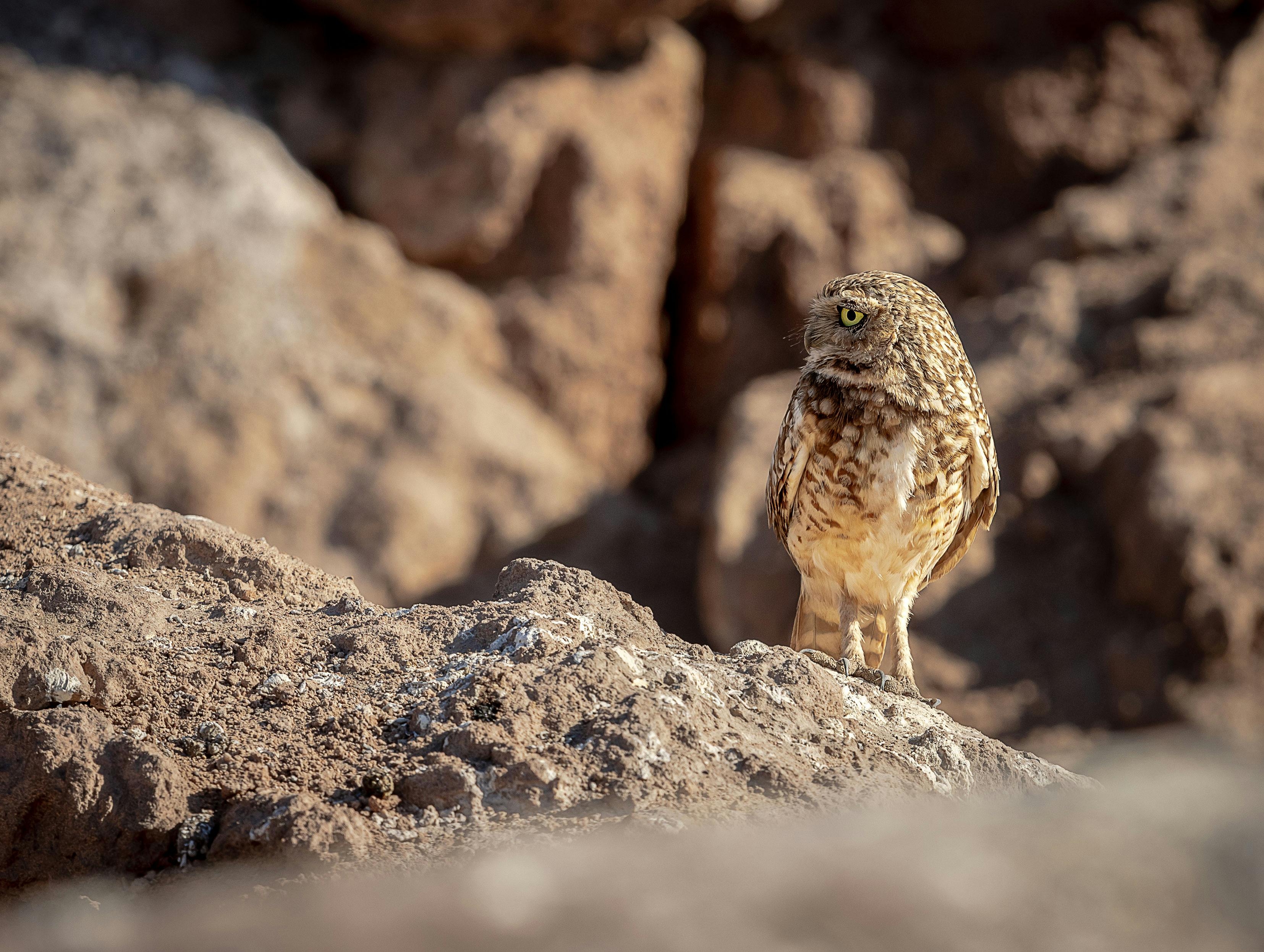 Owl Reflection Photos, Download The BEST Free Owl Reflection Stock ...