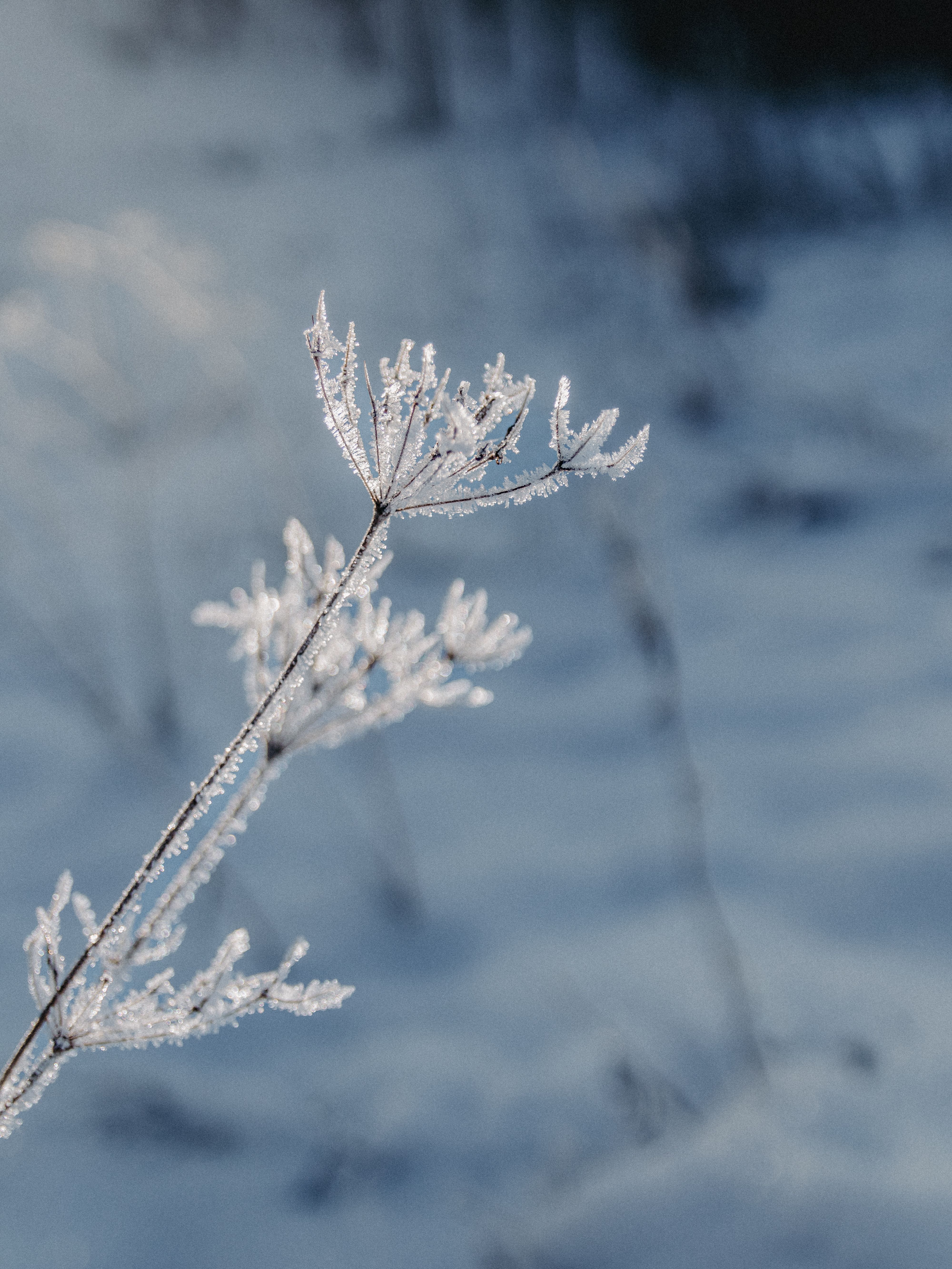 Close-up of Frost-Covered Plant in Winter Light · Free Stock Photo