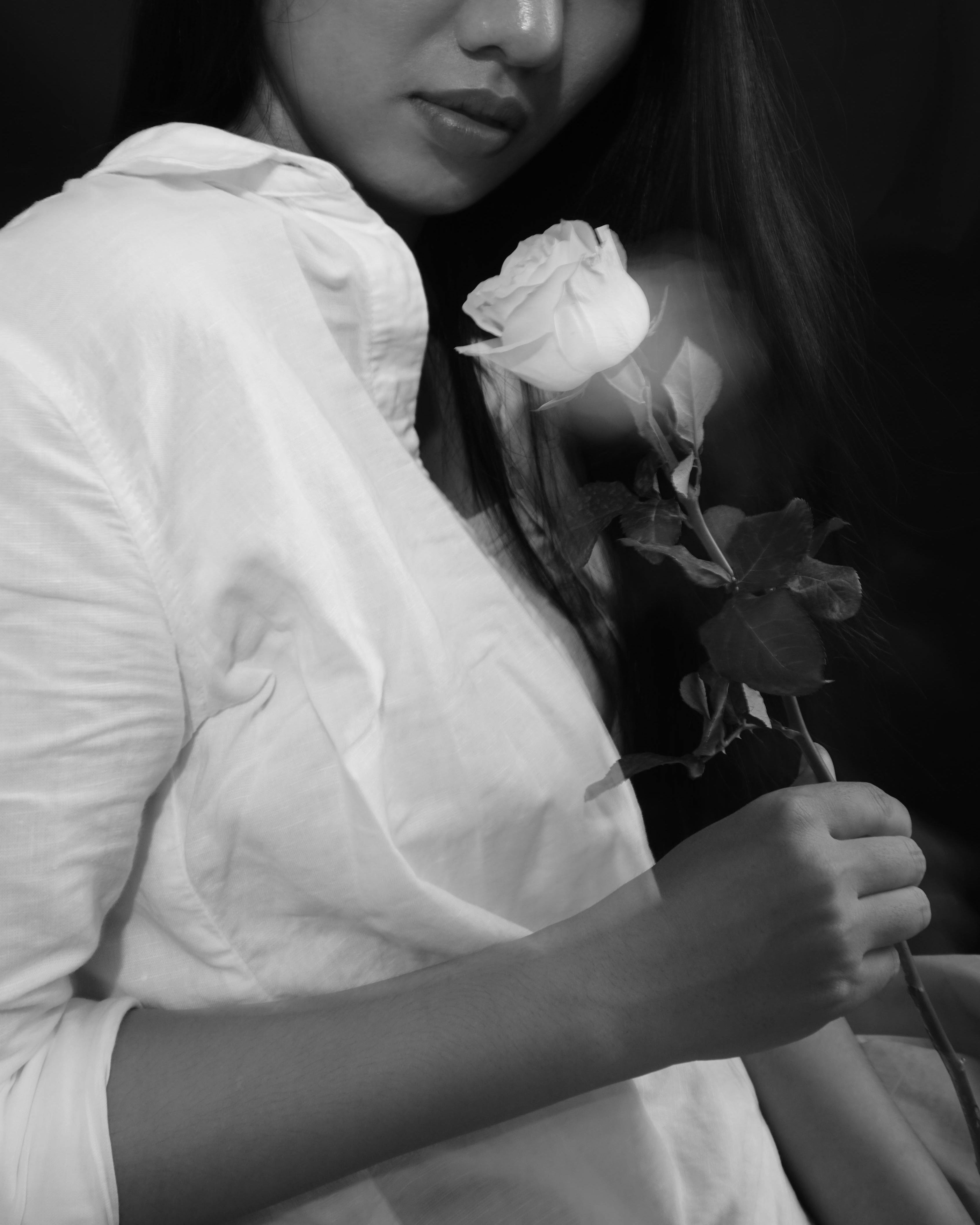 Rose Down Photos, Download The BEST Free Rose Down Stock Photos & HD Images