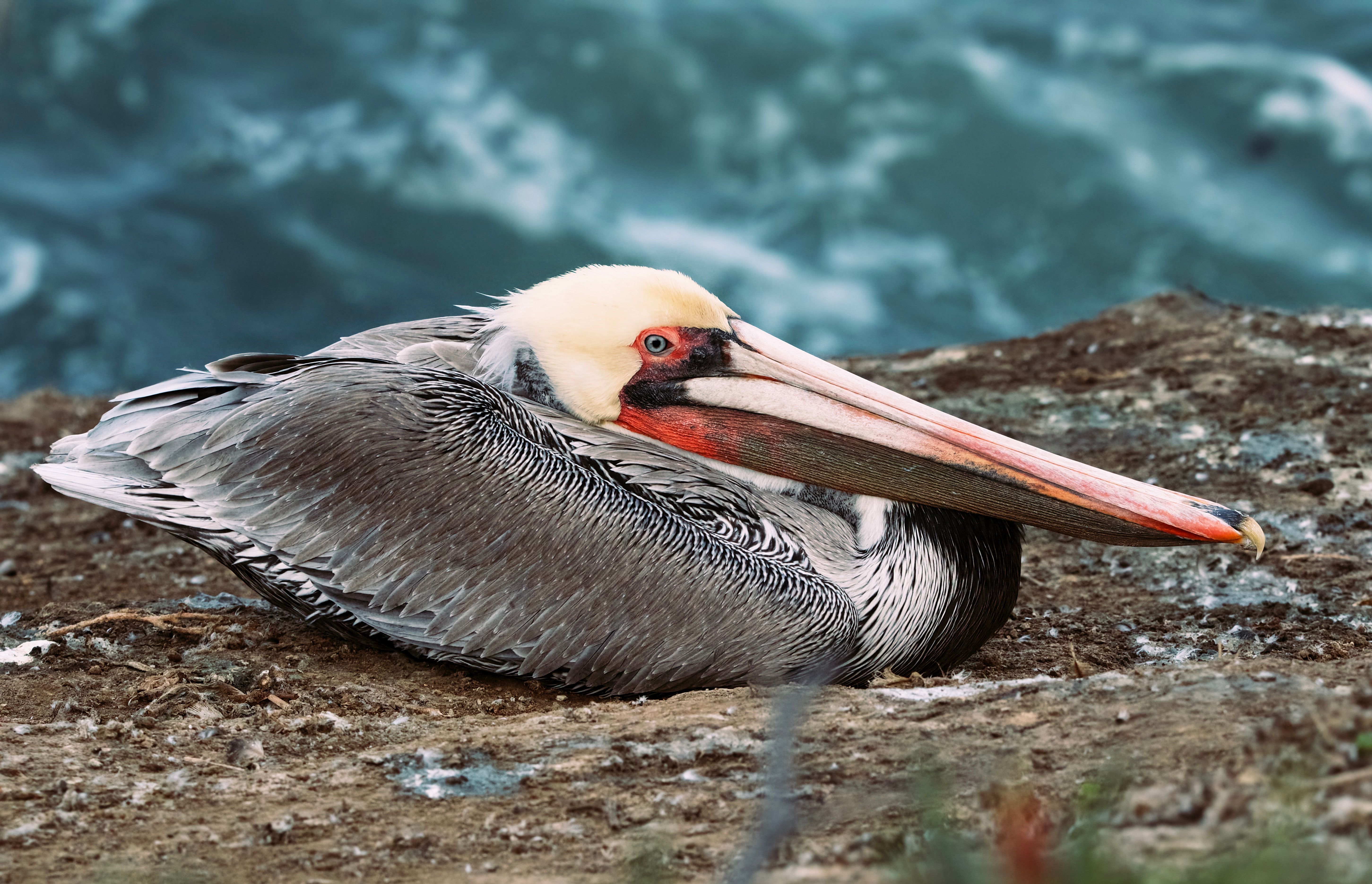Brown Pelican Resting by the Pacific Ocean · Free Stock Photo