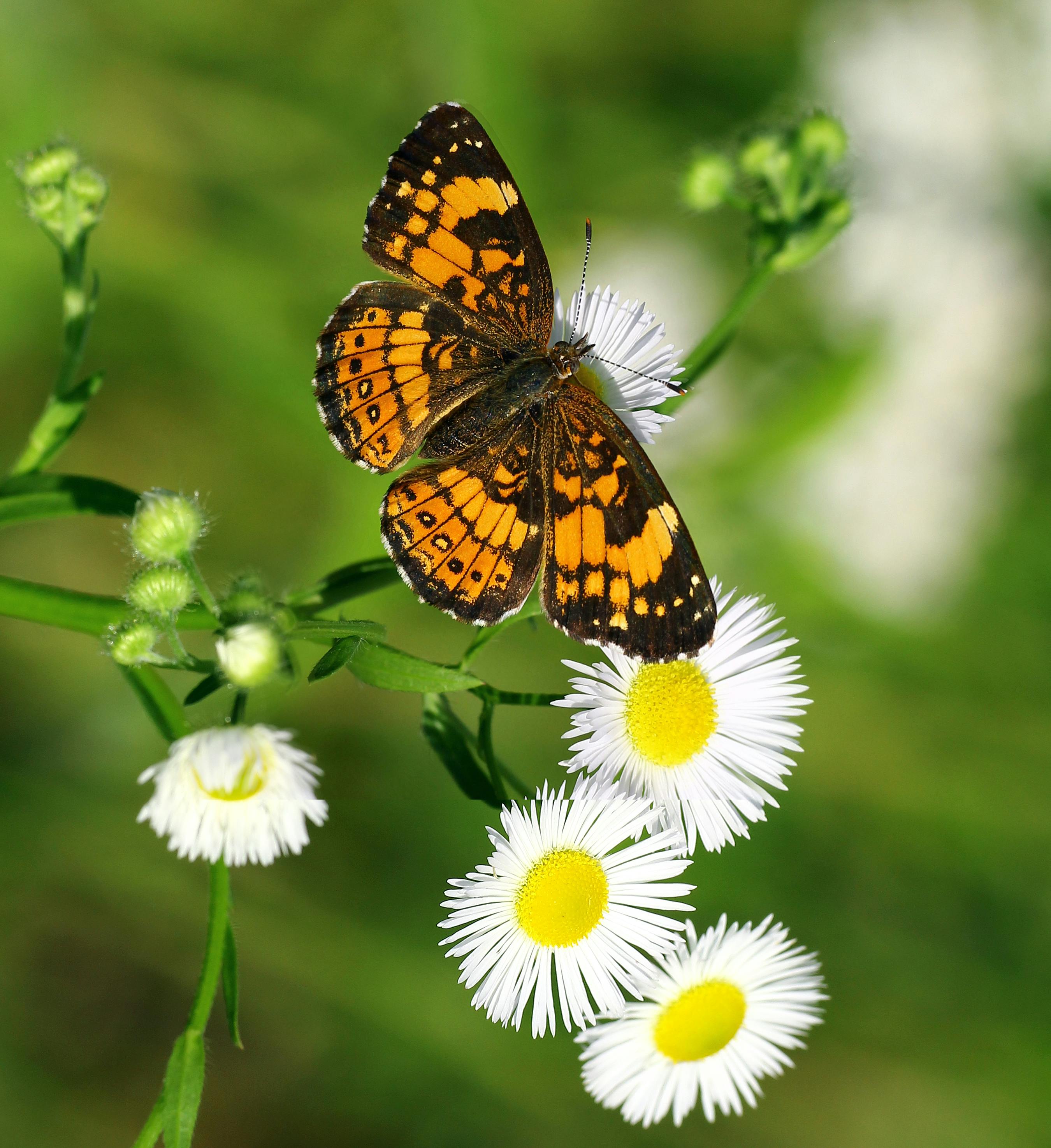 Silvery Checkerspot Butterfly on White Daisies · Free Stock Photo