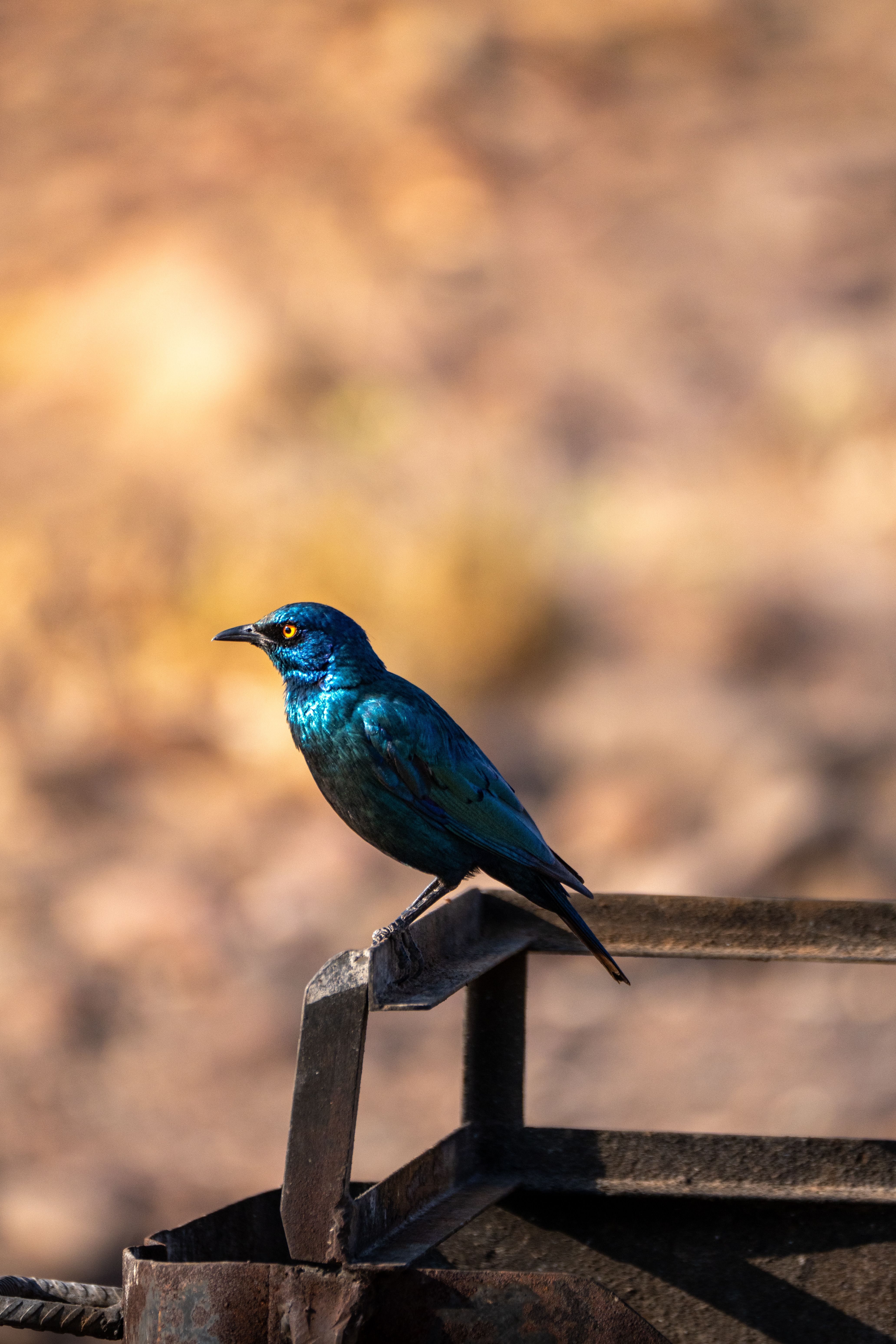 Vibrant Blue Starling Perched in Namibia · Free Stock Photo