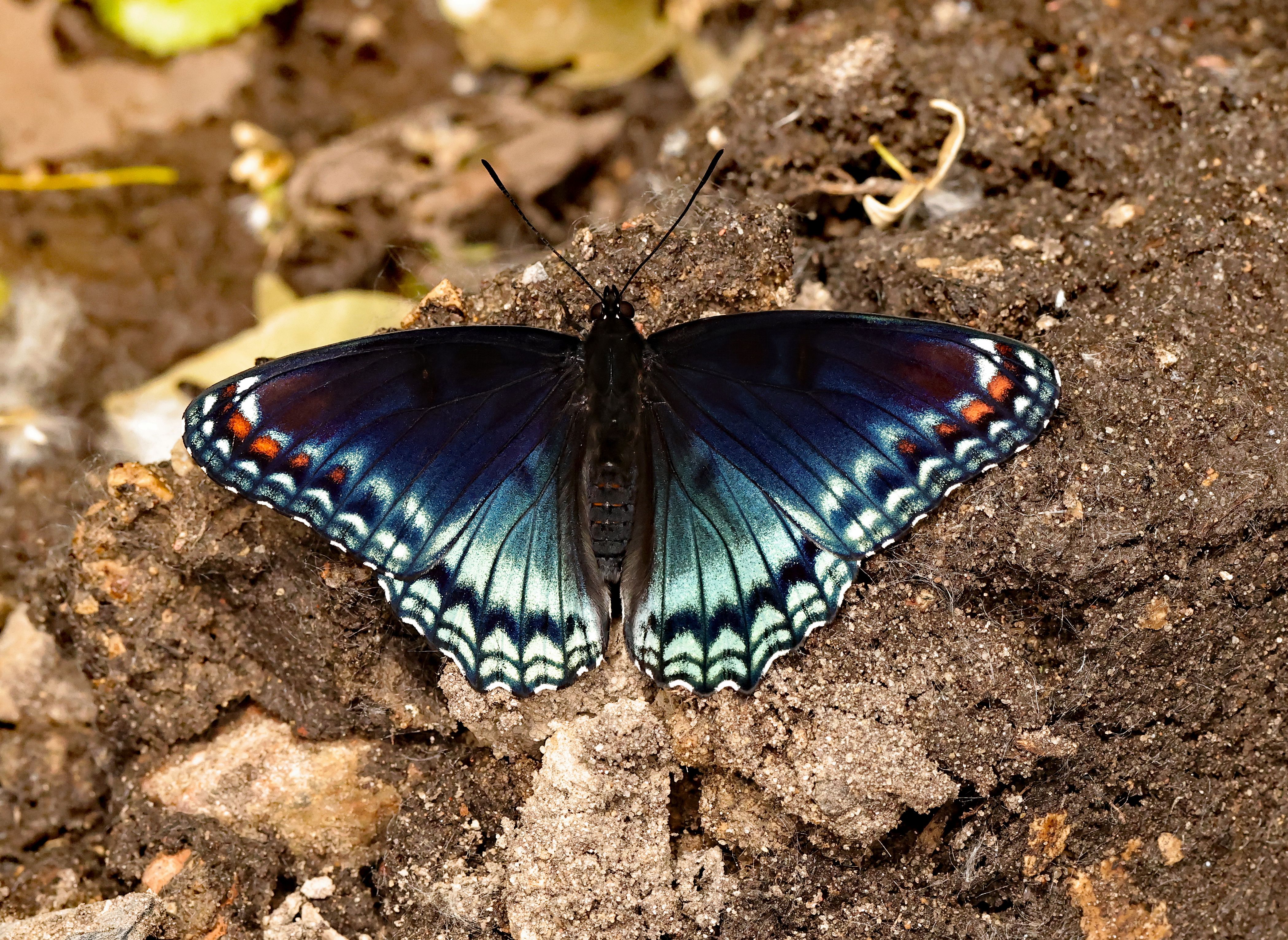 Blue Butterflies Photos, Download The BEST Free Blue Butterflies Stock ...