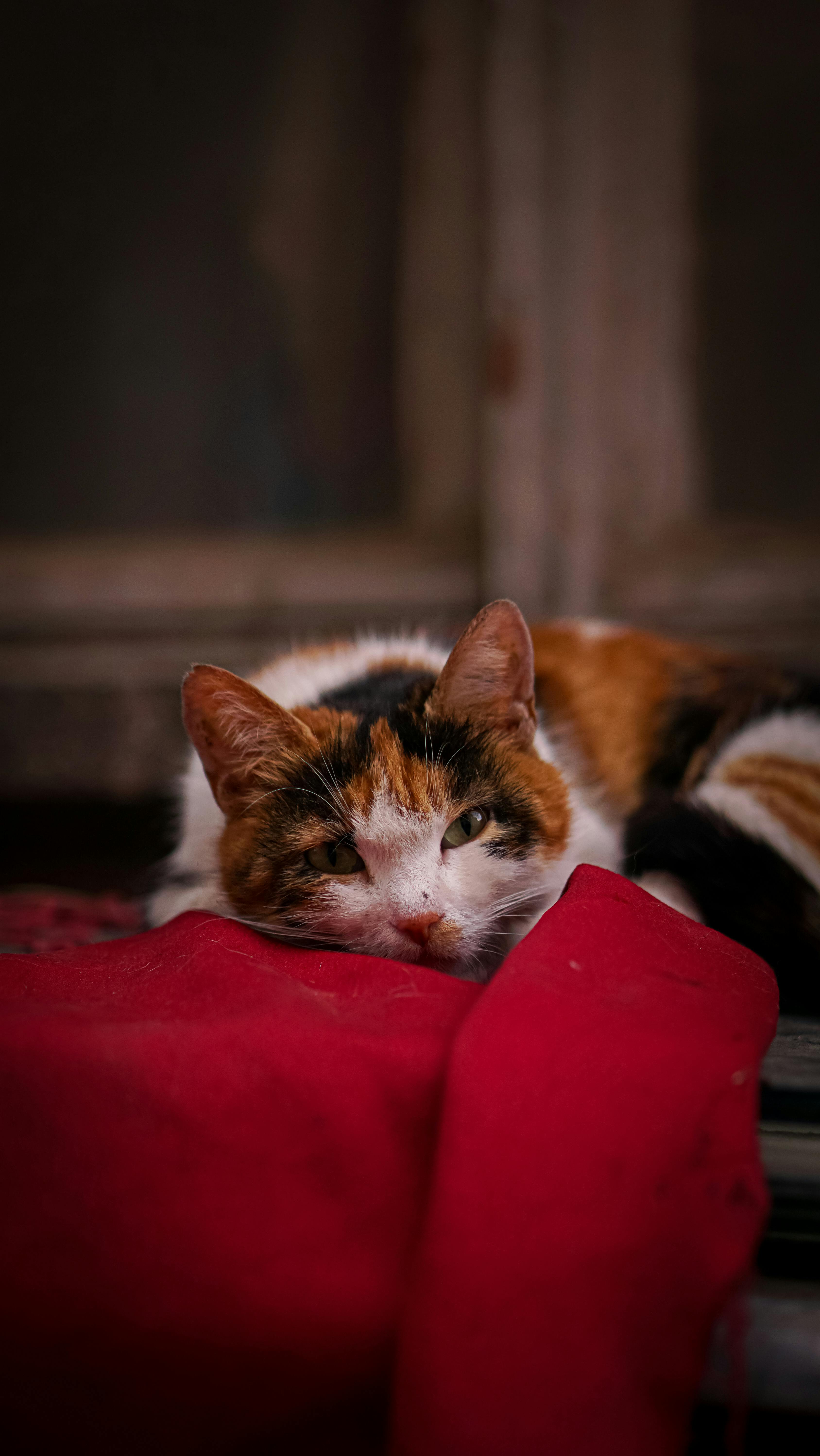 Cozy Calico Cat Resting Indoors on Red Blanket · Free Stock Photo