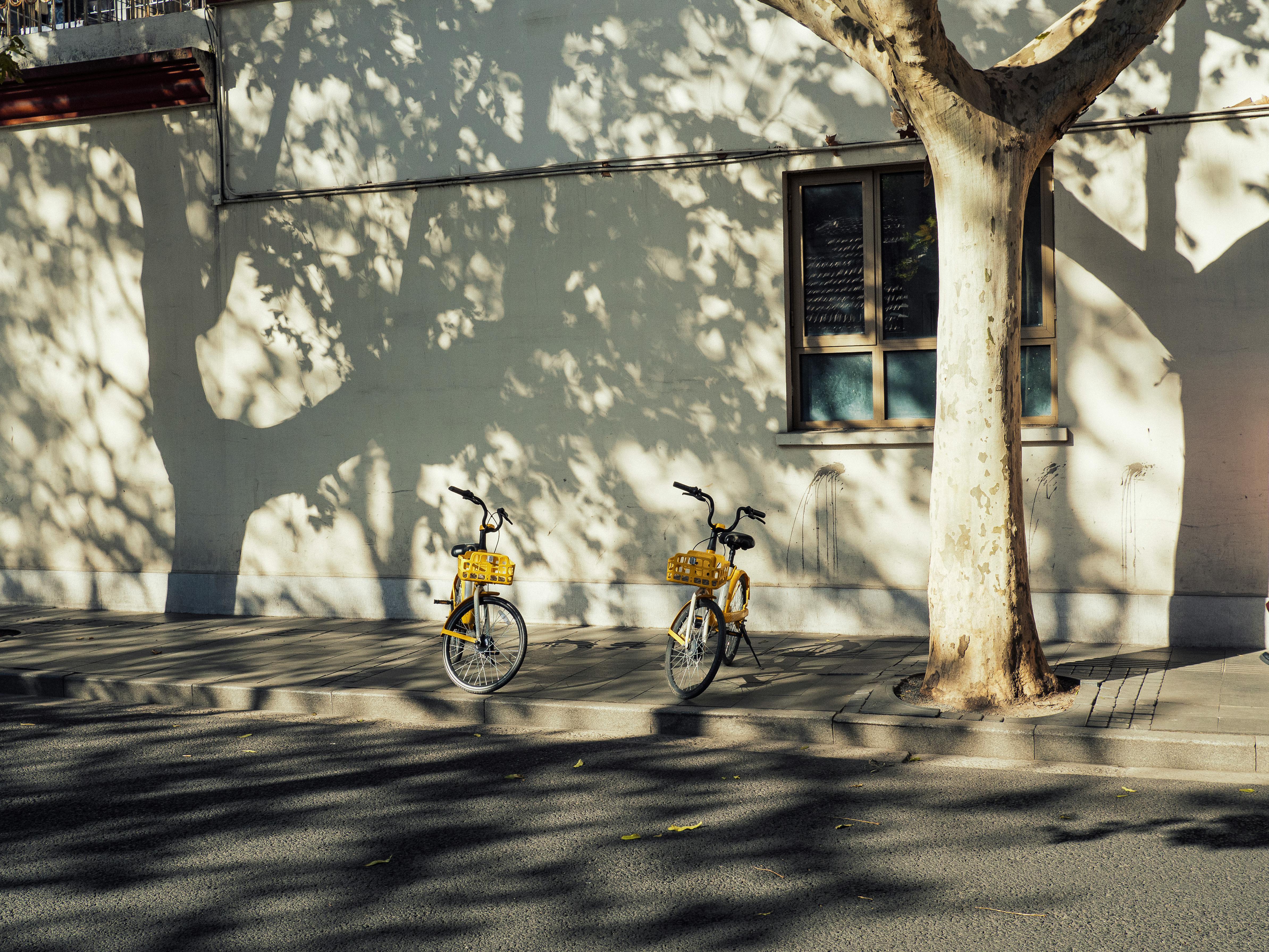 Partridge In A Pair Tree Photos, Download The BEST Free Partridge In A ...