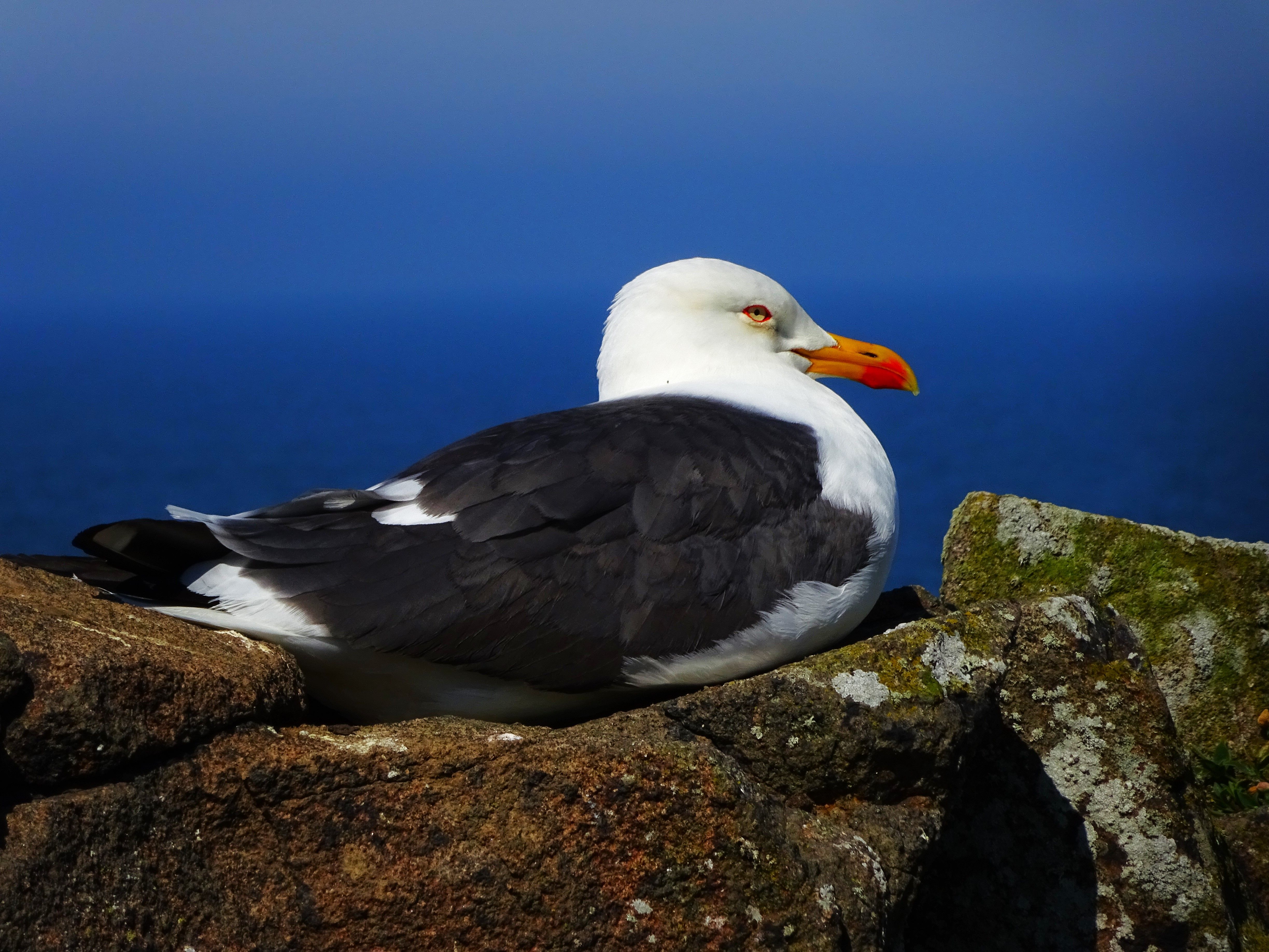 Majestic Great Black-backed Gull on Isle of May · Free Stock Photo