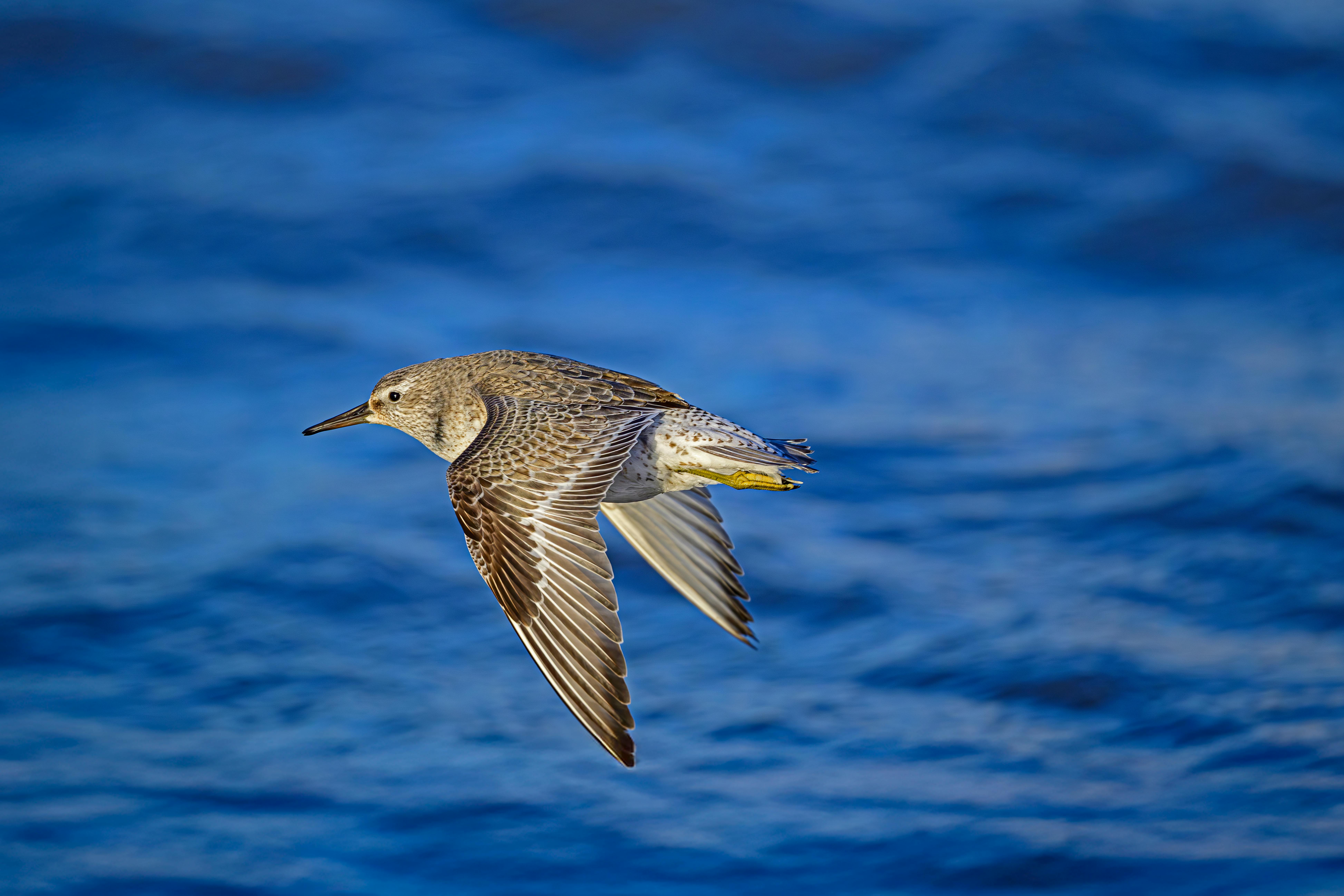 Flying Sandpiper Over the North Sea Waters · Free Stock Photo