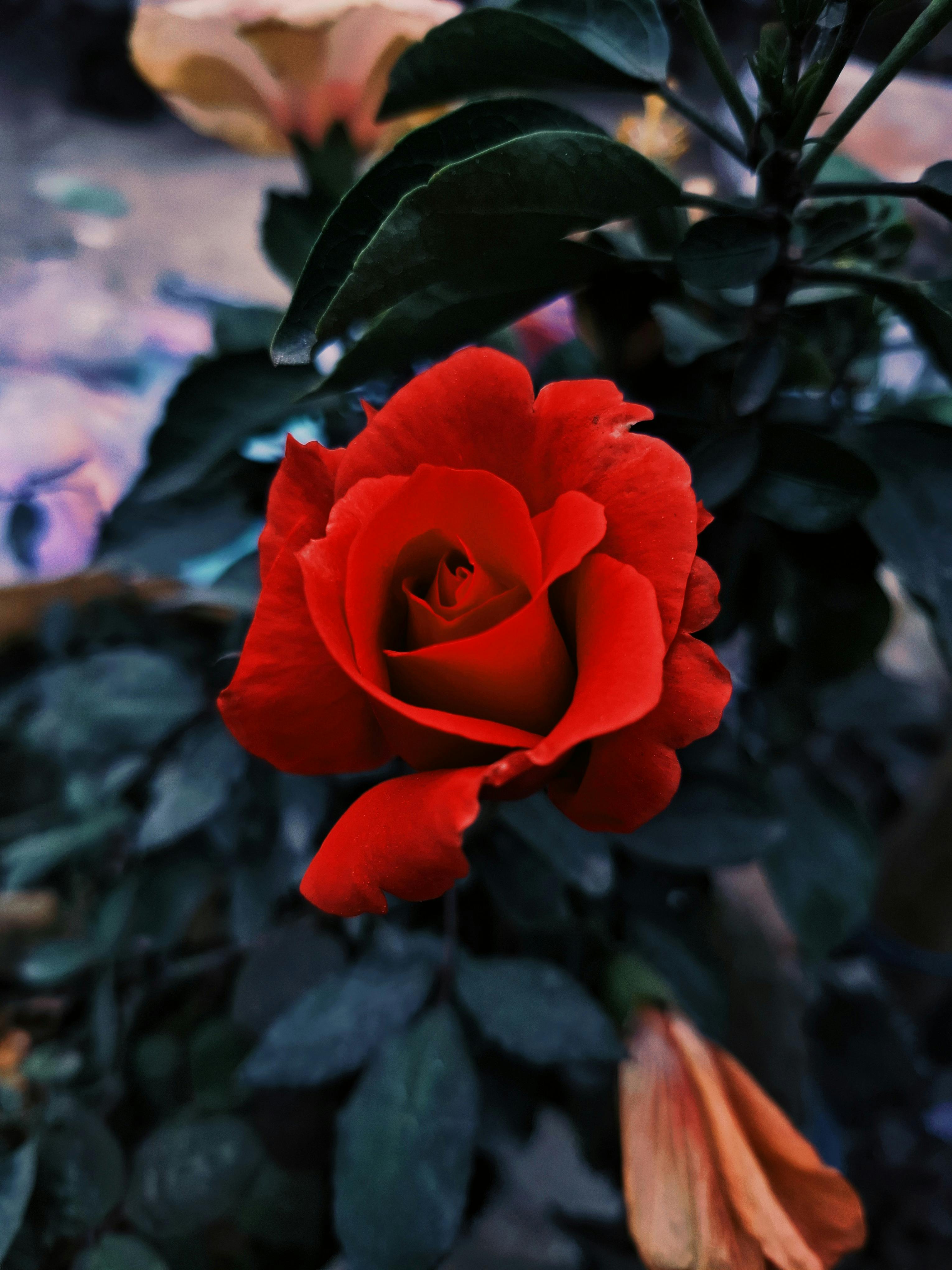 Rosacea Prone Photos, Download The BEST Free Rosacea Prone Stock Photos ...