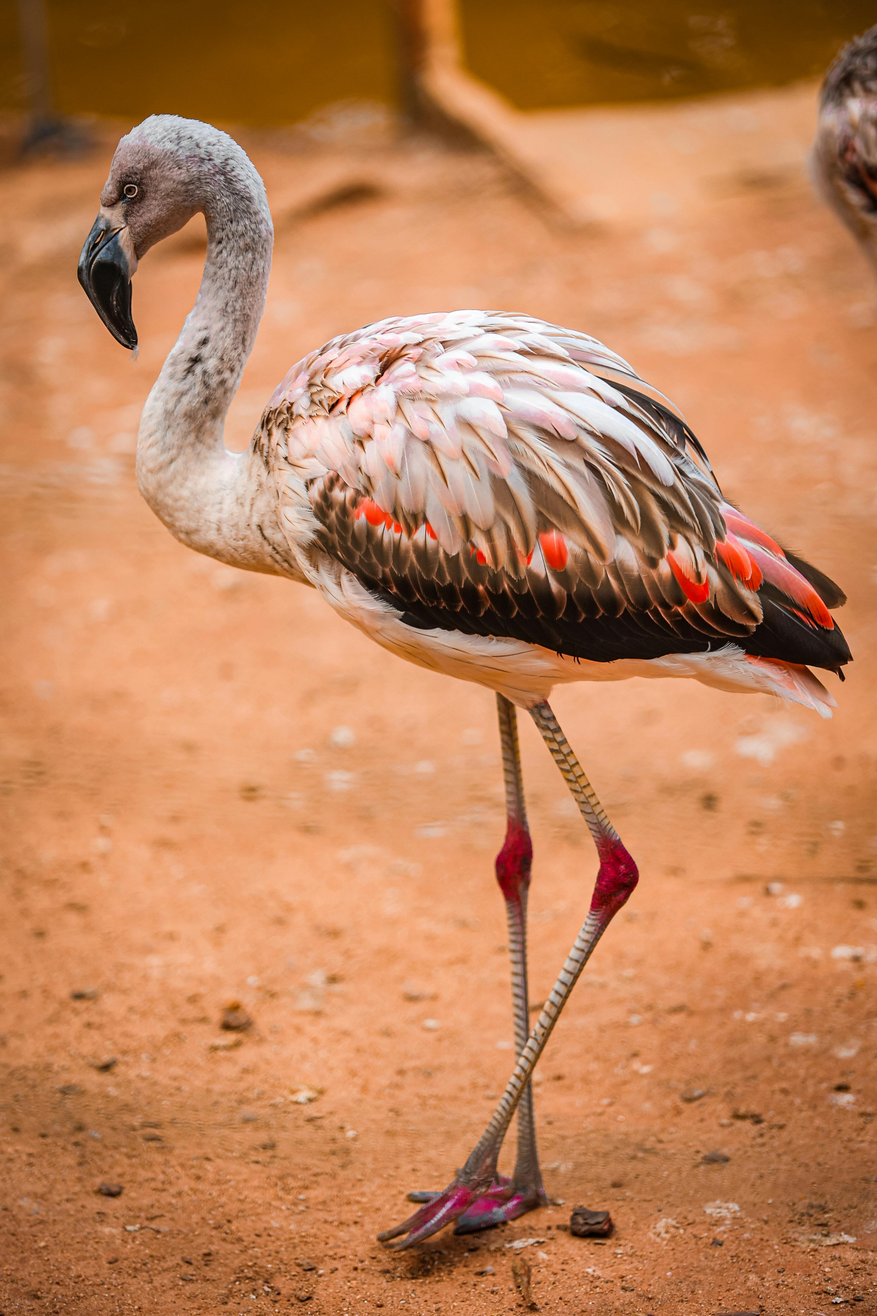 Animal Legs Photos, Download The BEST Free Animal Legs Stock Photos ...