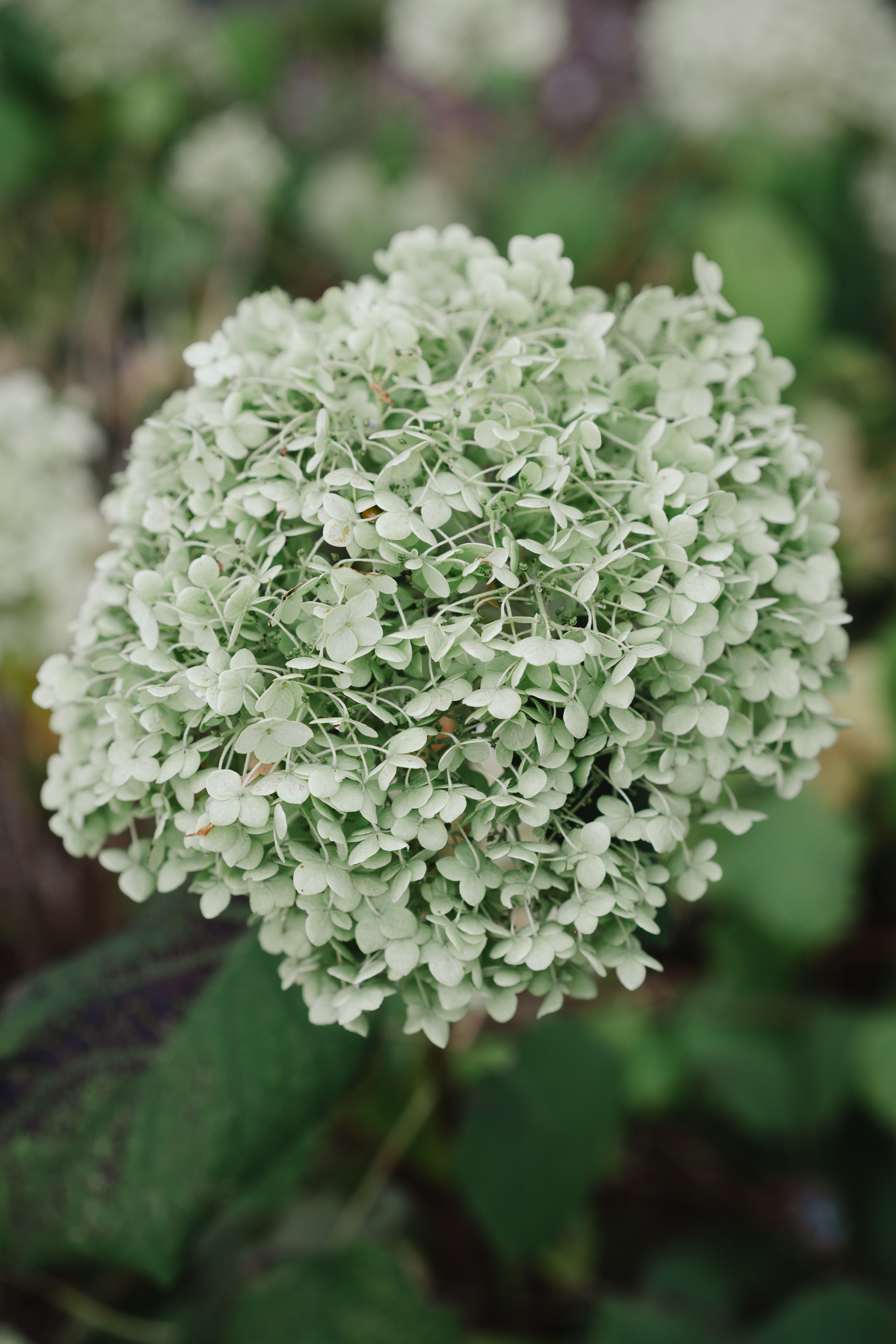 Close-up of a White Hydrangea in Bloom Outdoors · Free Stock Photo
