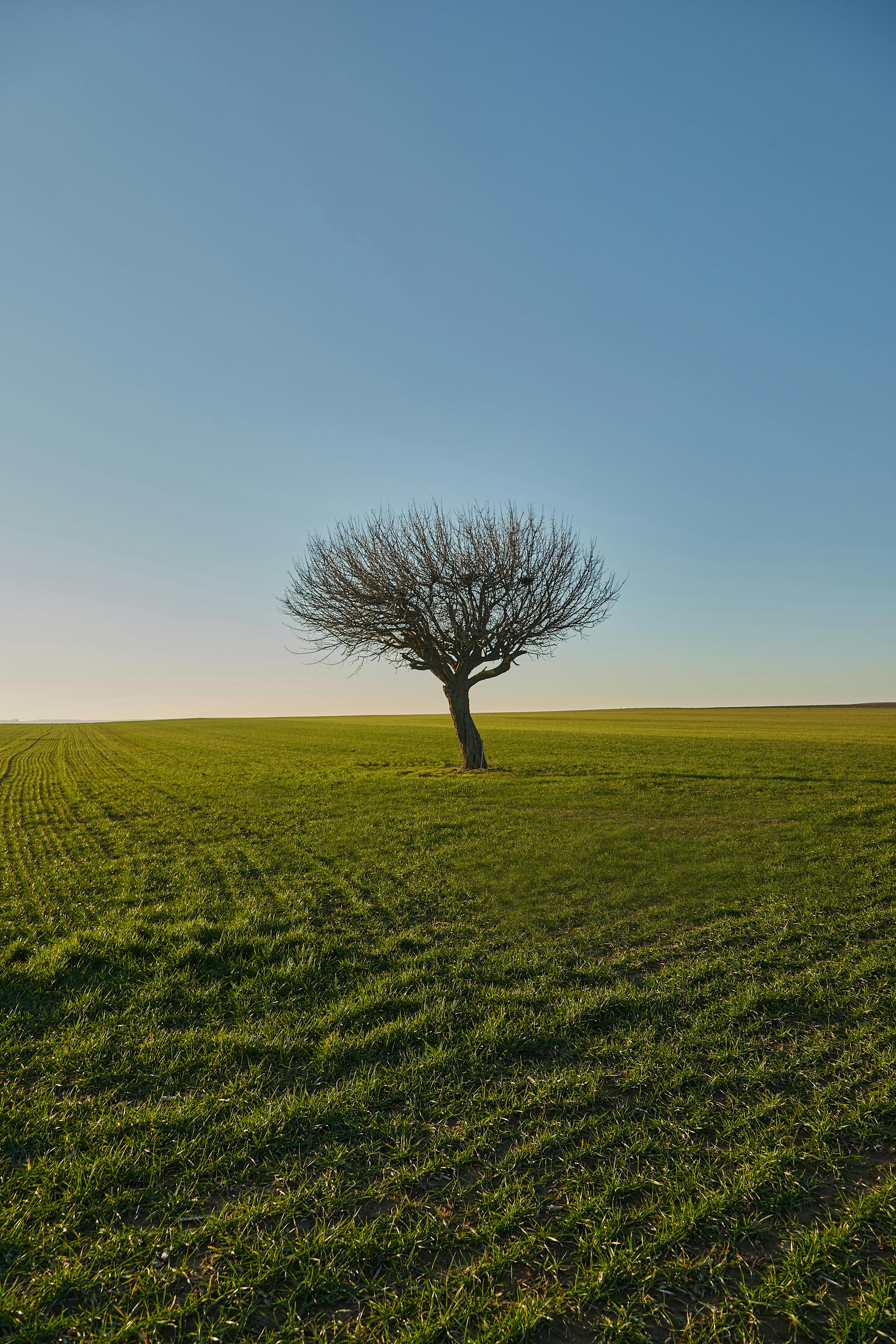 Solitary Tree in a Vast Green Field · Free Stock Photo
