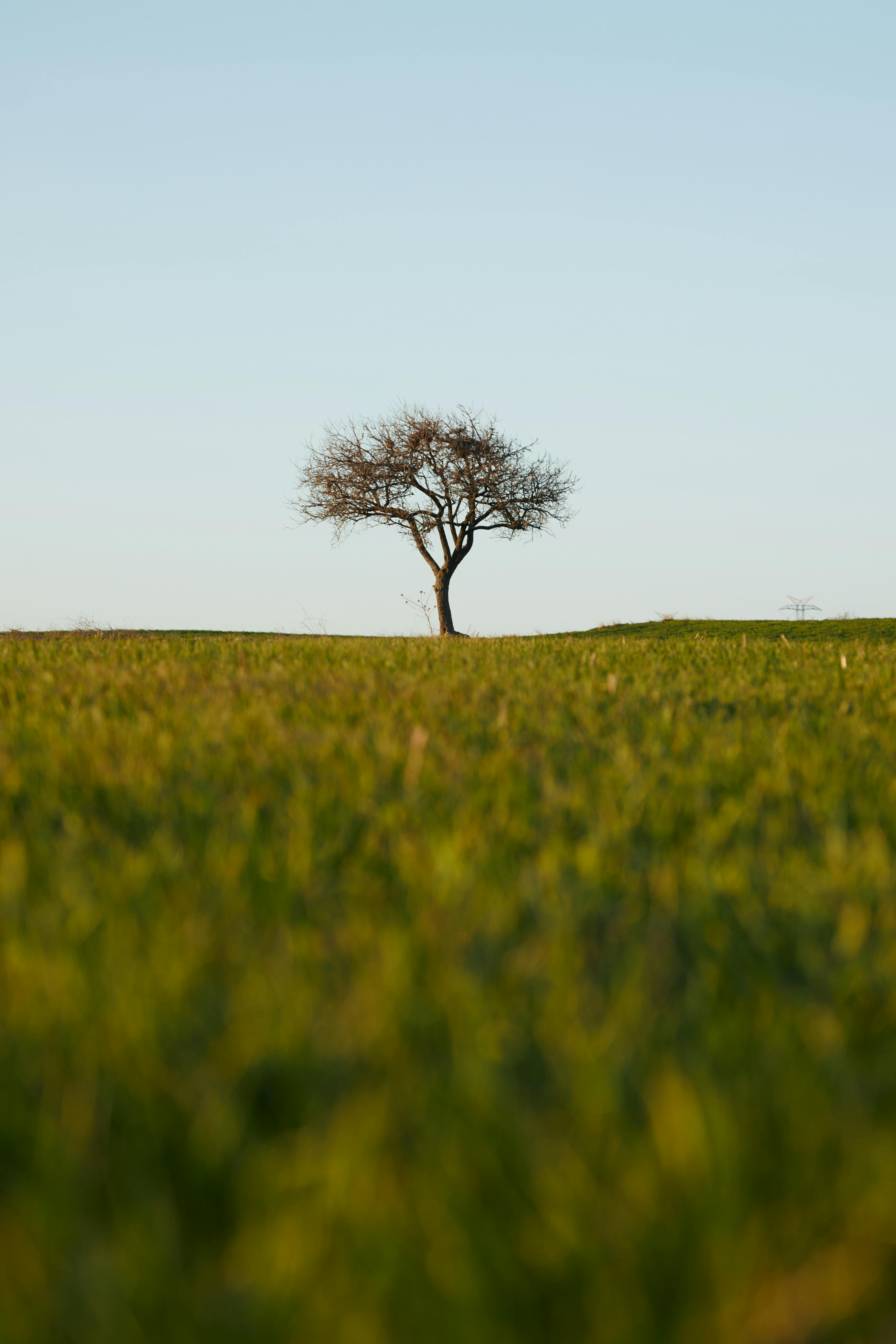 Solitary Tree in Verdant Field at Sunset · Free Stock Photo