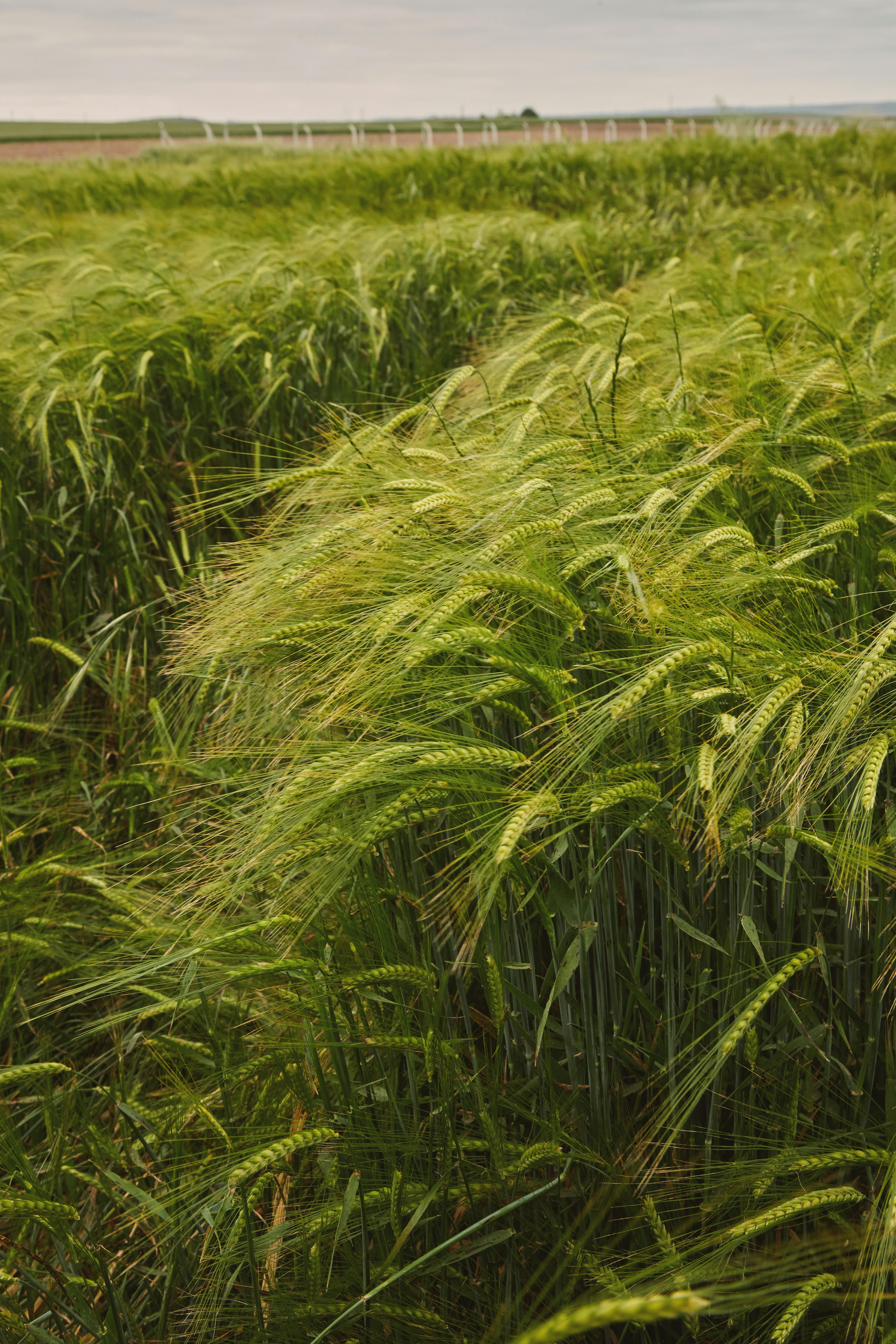 Zielone Pole Pszenicy Pod Zachmurzonym Niebem · Darmowe zdjęcie z galerii