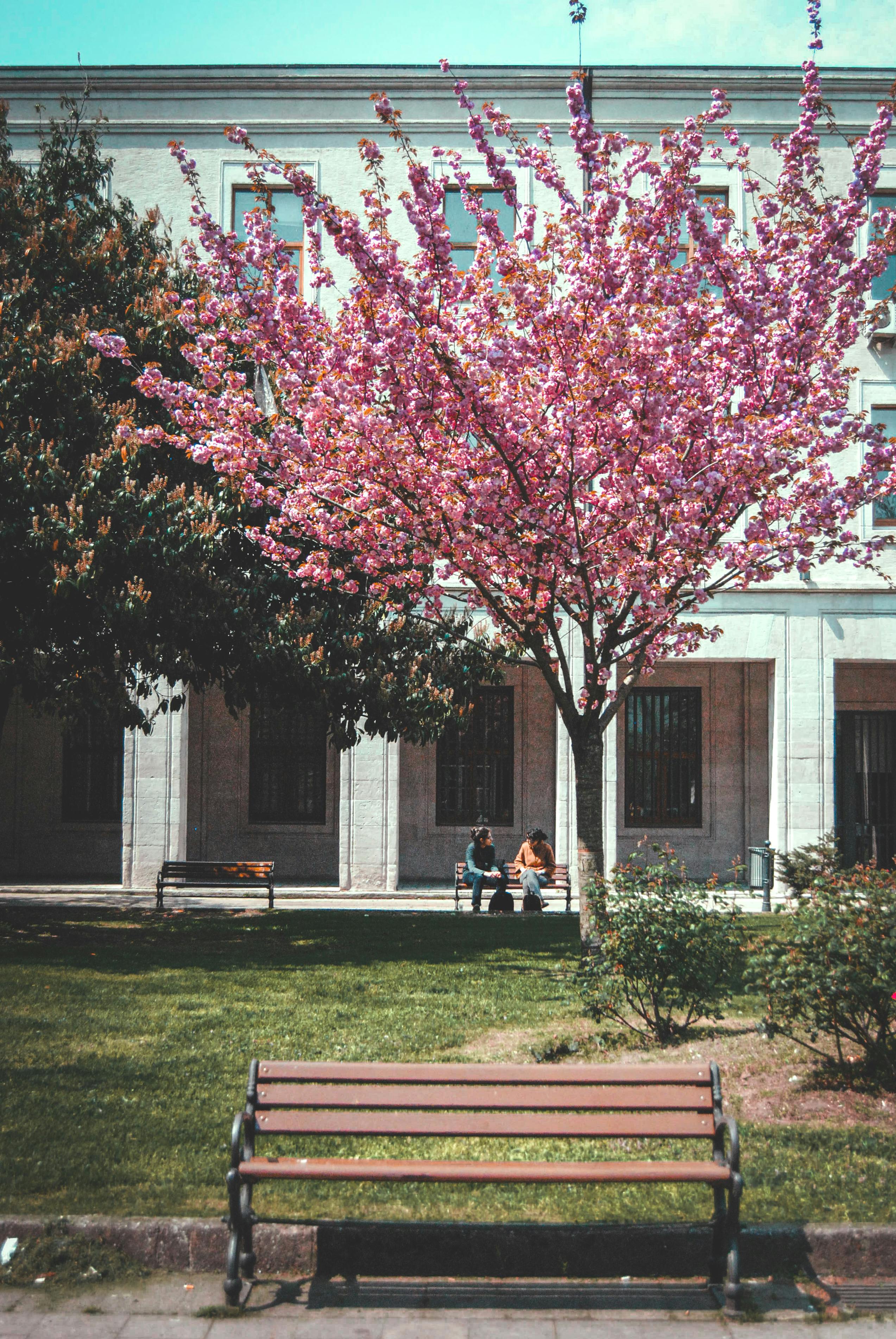 Springtime Photos, Download The BEST Free Springtime Stock Photos & HD ...