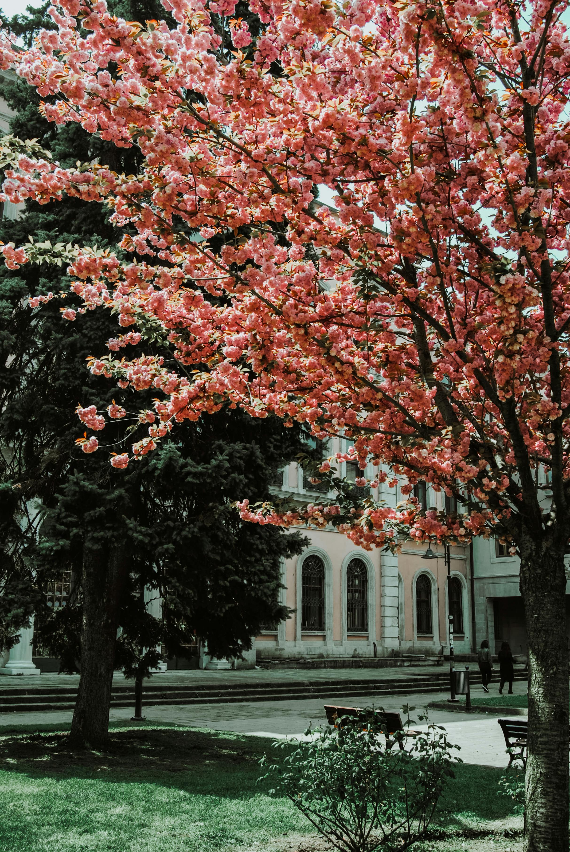 Springtime Photos, Download The BEST Free Springtime Stock Photos & HD ...