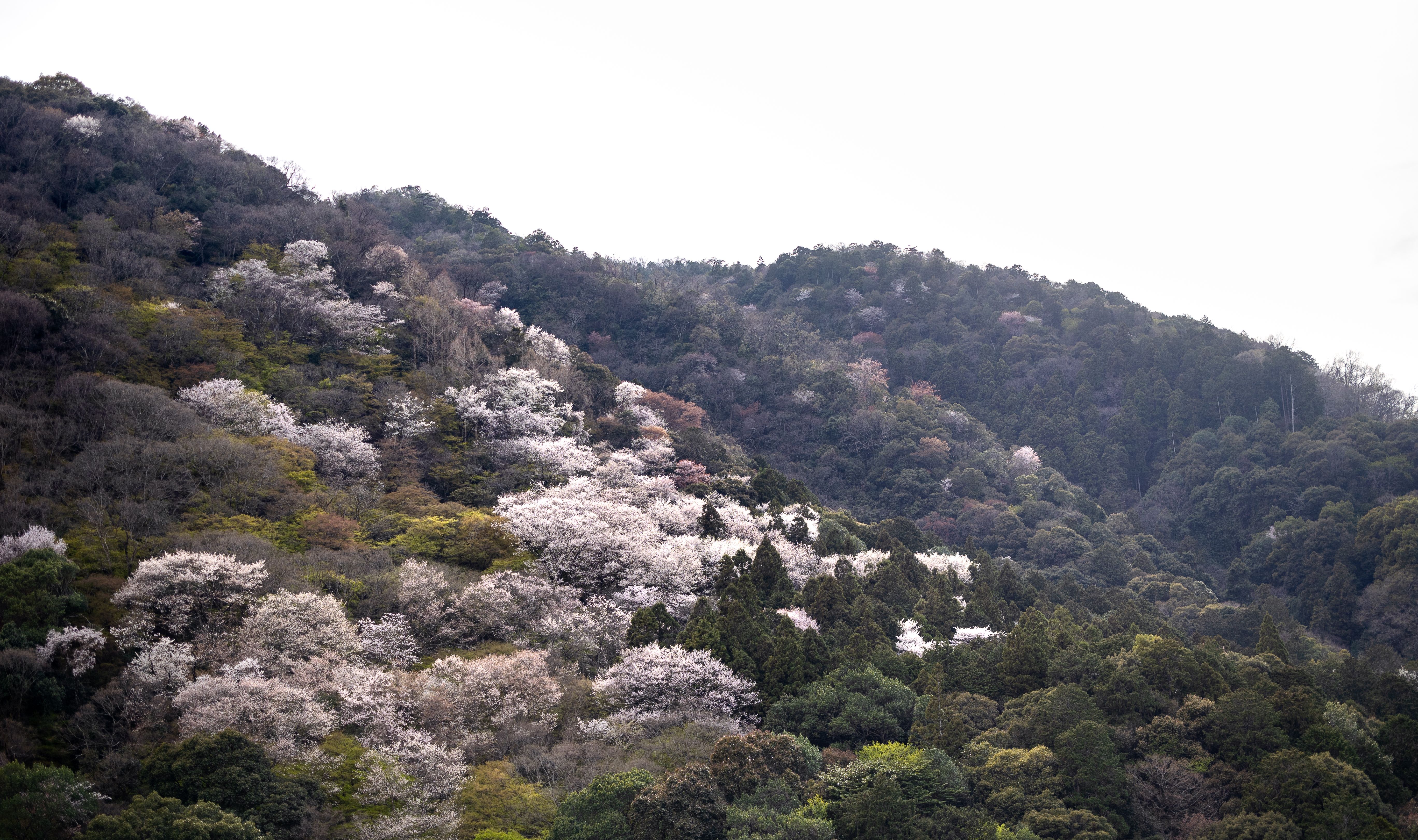 Cherry Blossom Tree Mountain Photos, Download The BEST Free Cherry ...
