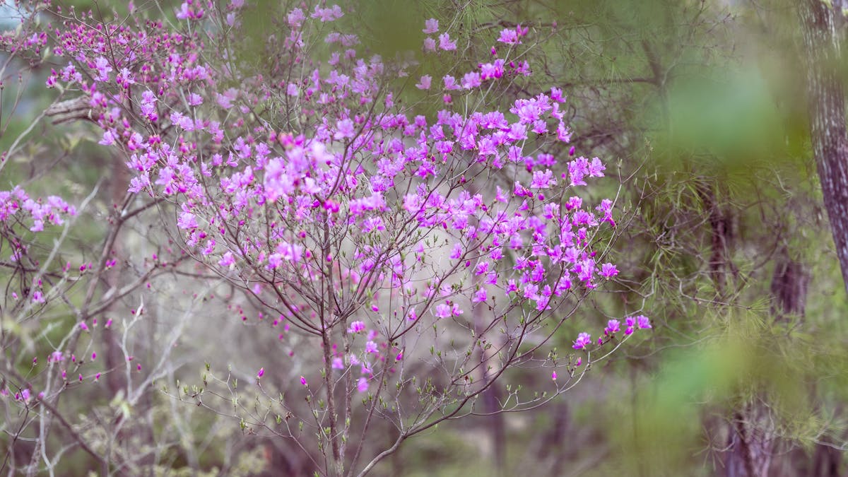 Spring In Japan Photos, Download The BEST Free Spring In Japan Stock ...