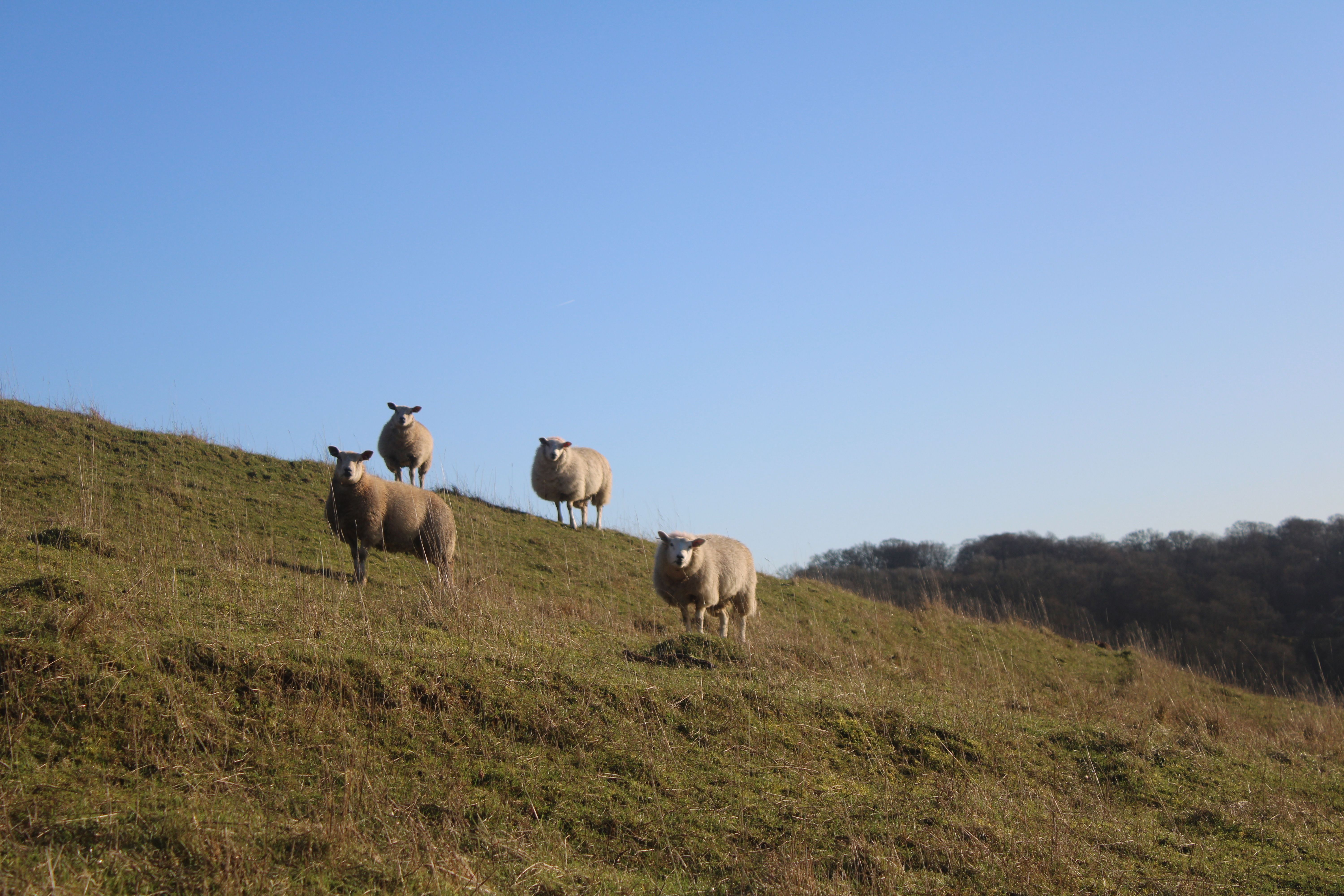 Sheep on Grass Field · Free Stock Photo