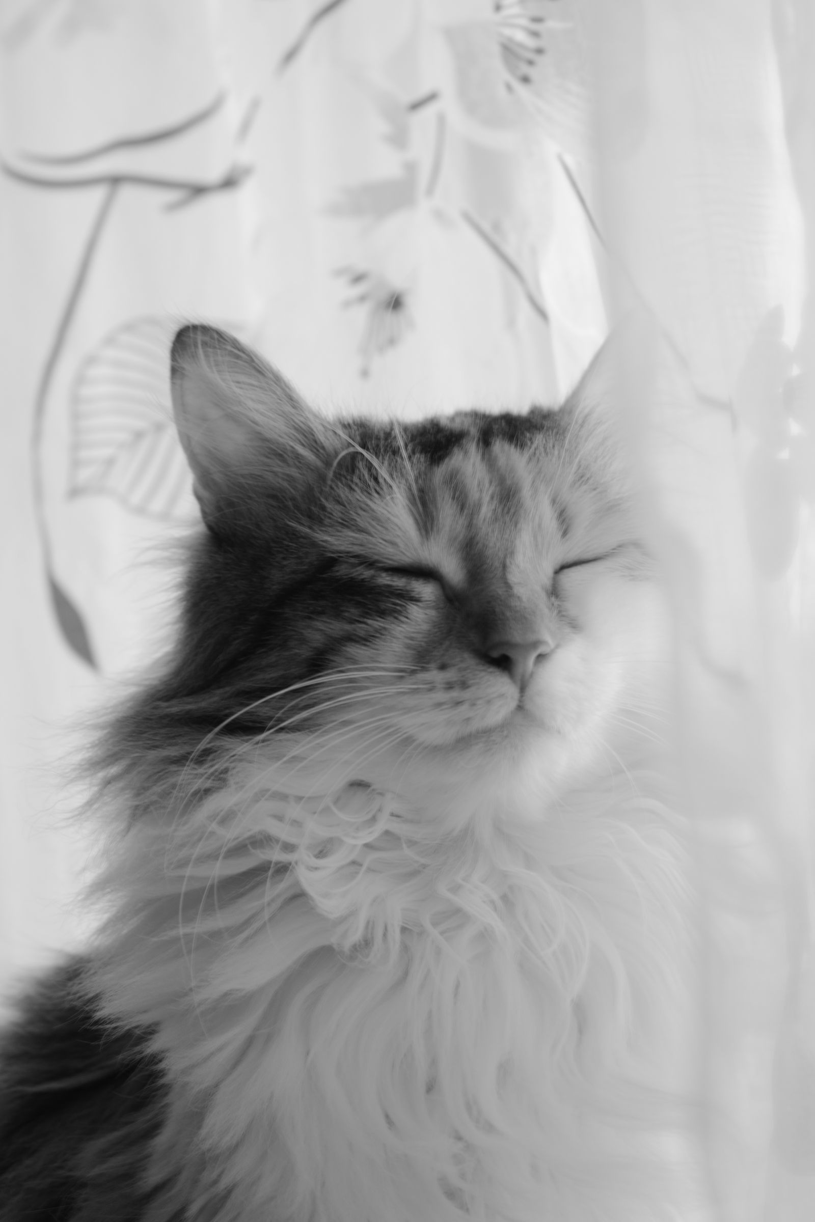 Cat Lock Screen Wallpaper Photos, Download The BEST Free Cat Lock ...