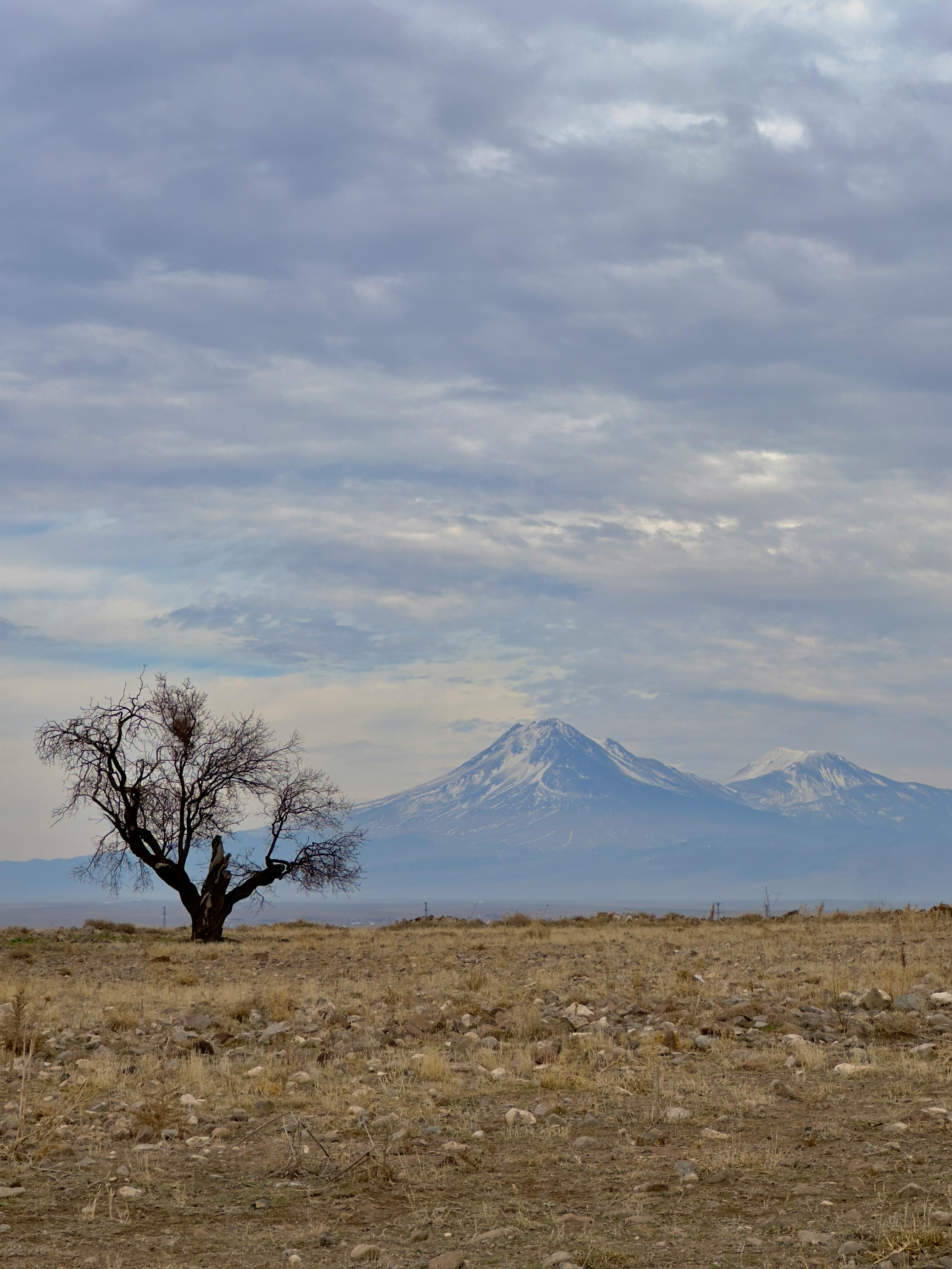 Solitary Tree and Mount Hasan Landscape · Free Stock Photo