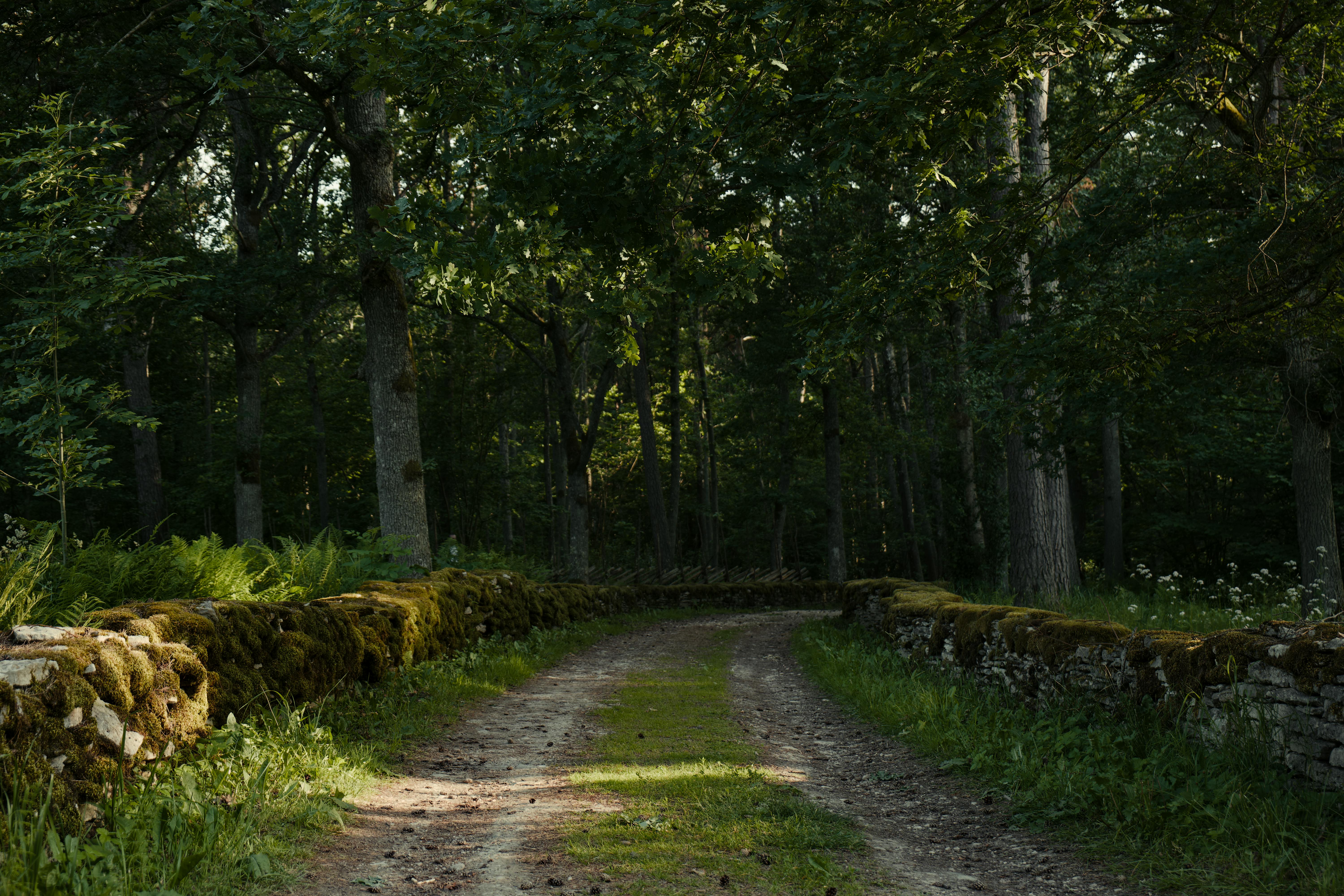 Peaceful Forest Path with Stone Walls · Free Stock Photo
