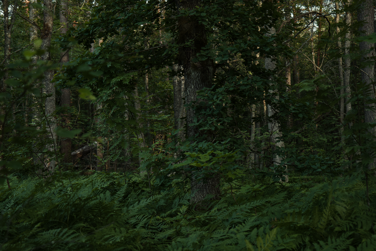 Dark Green Forest Photos, Download The BEST Free Dark Green Forest ...