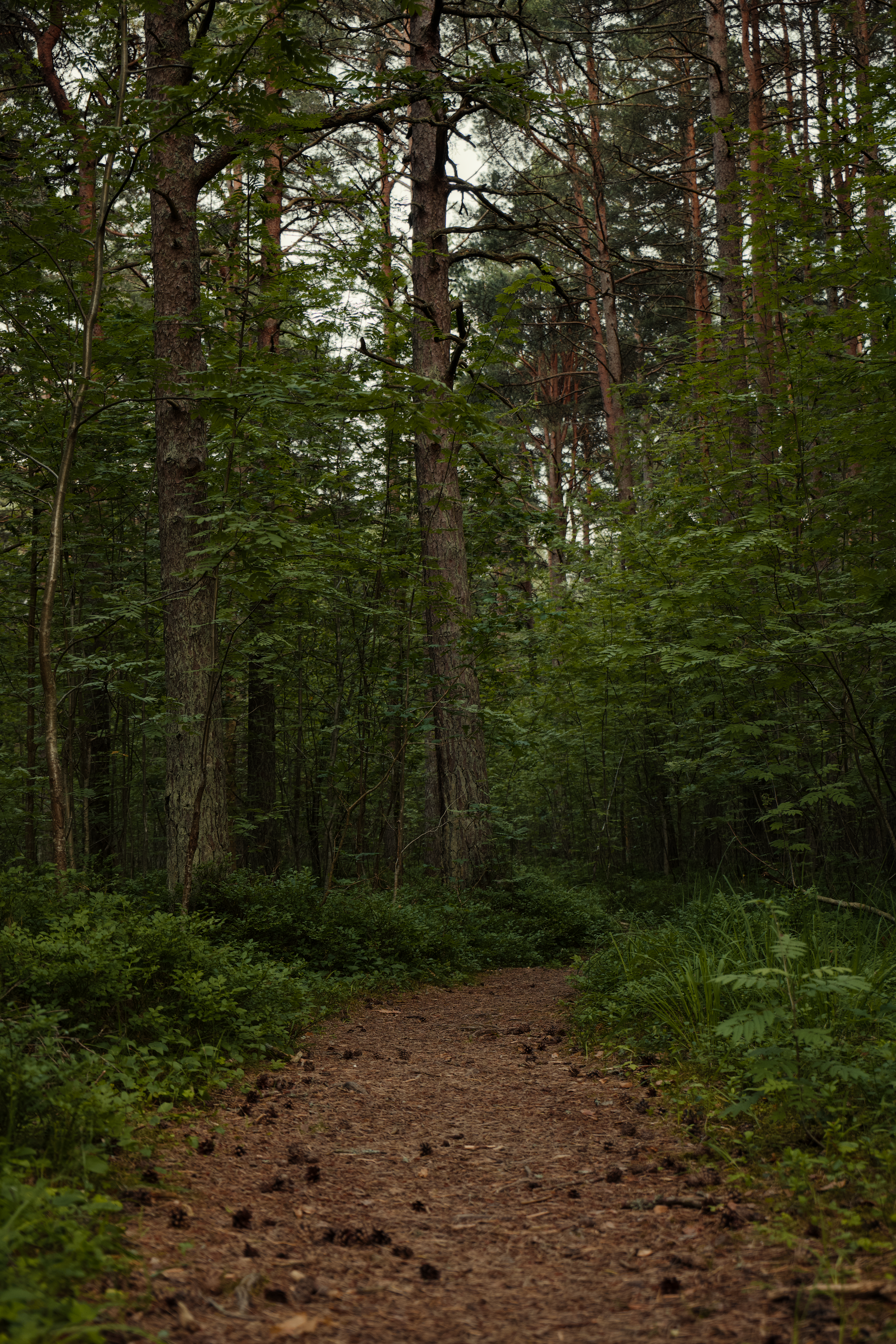 Pathway Surrounded by Trees · Free Stock Photo