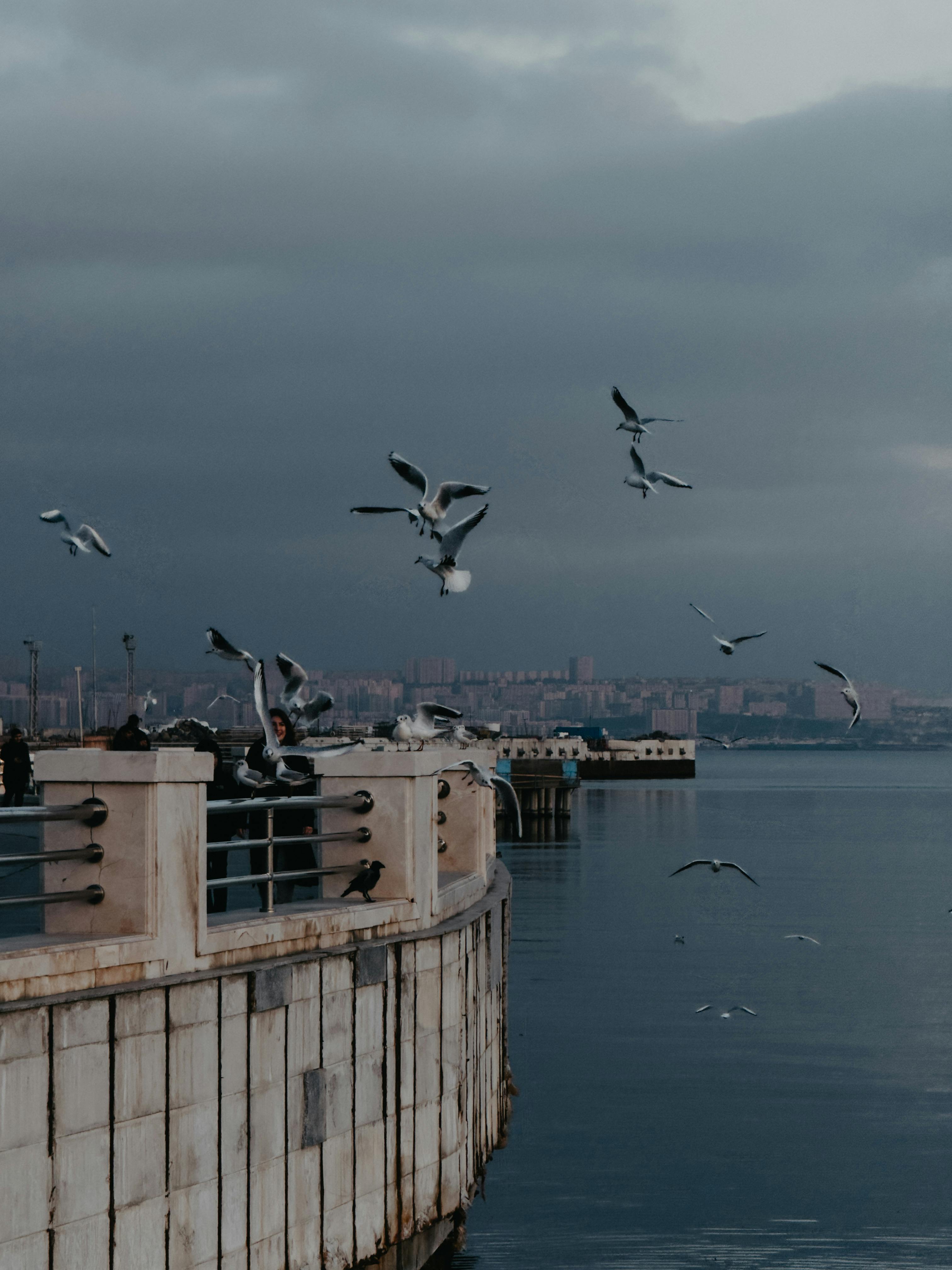Seagulls in Flight Over Baku Seaside at Twilight · Free Stock Photo