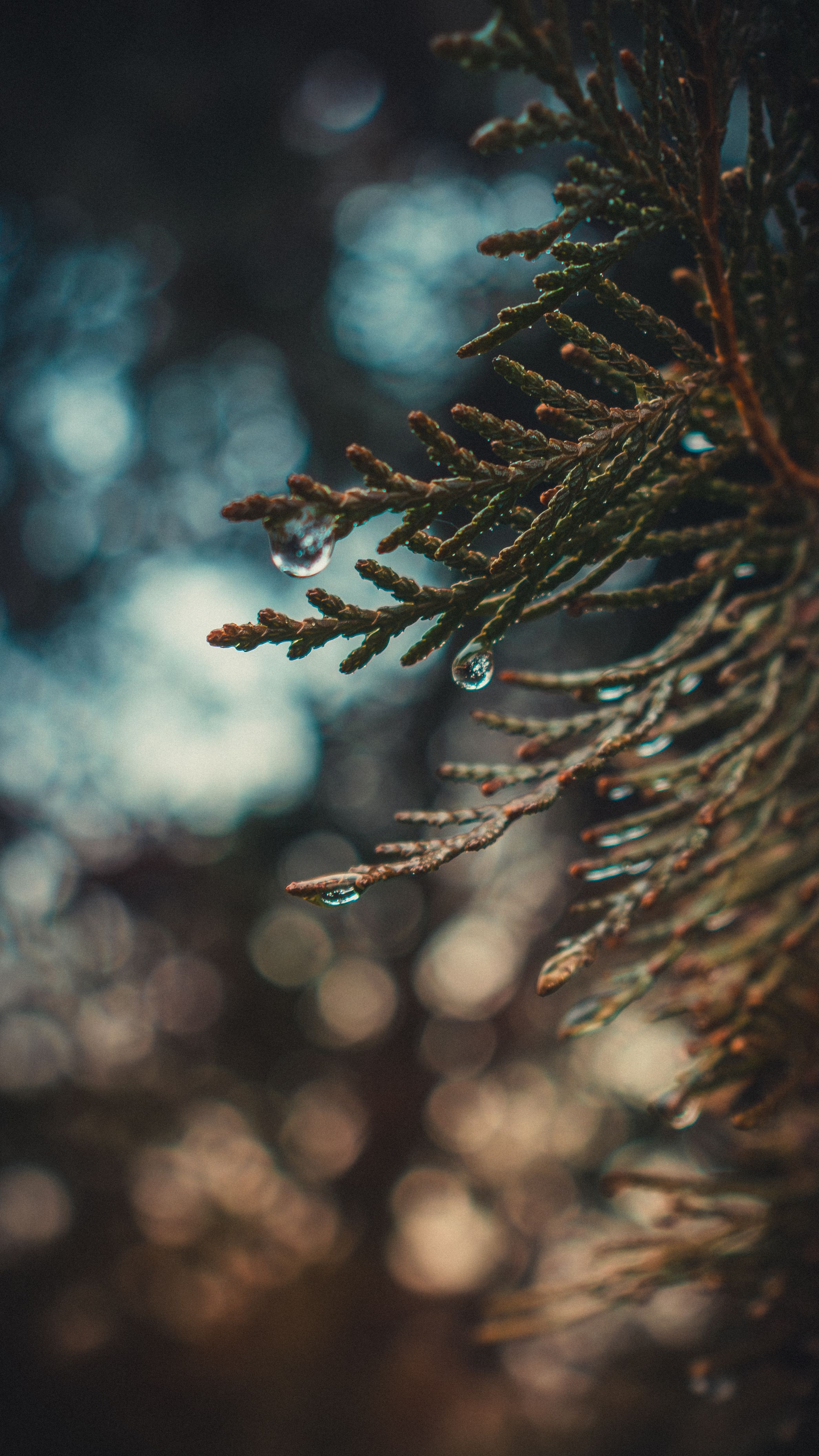 Clear Background Green Photos, Download The BEST Free Clear Background ...