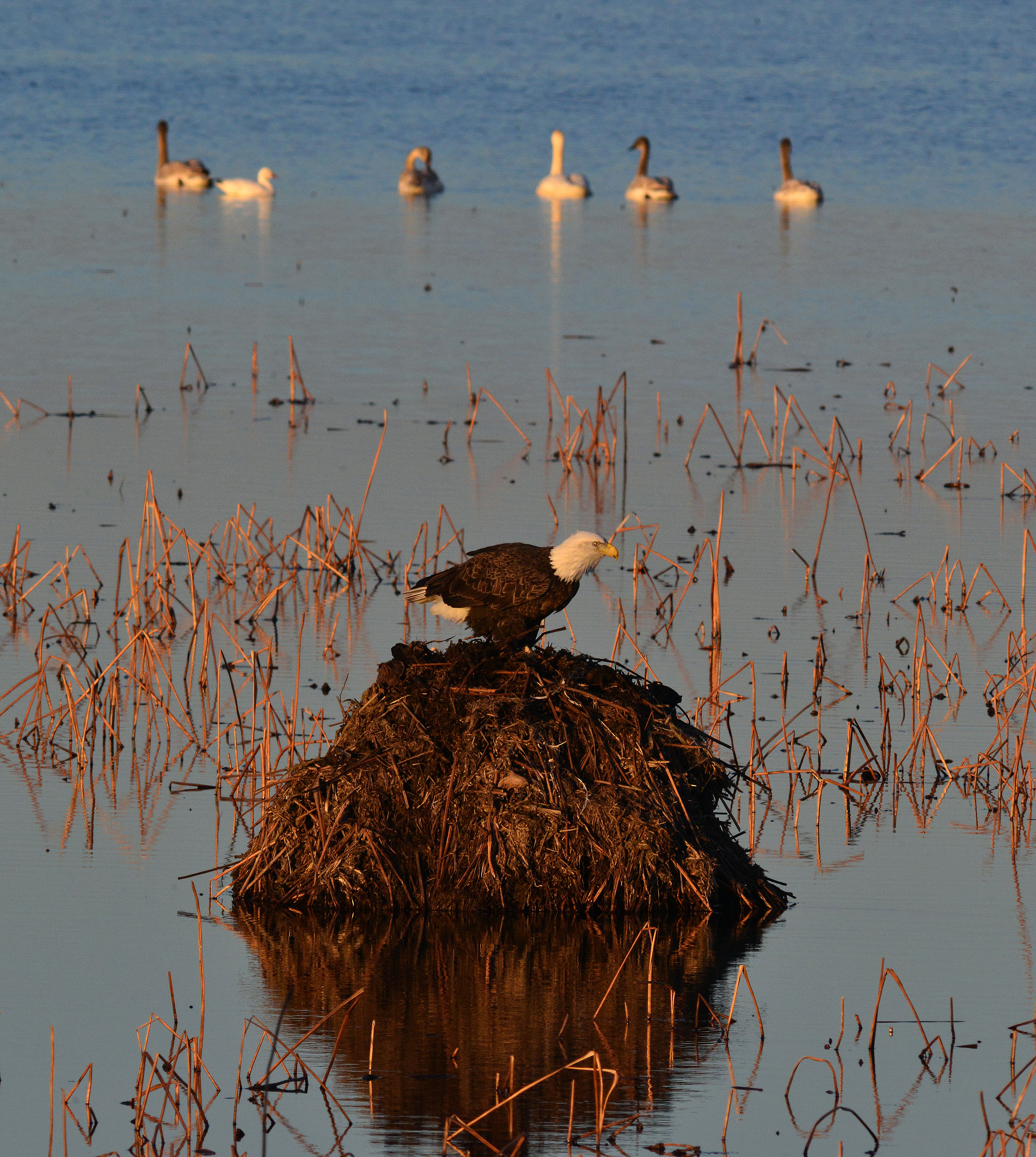 Bald Eagle Perched on Reed Mound in Missouri Wetlands · Free Stock Photo