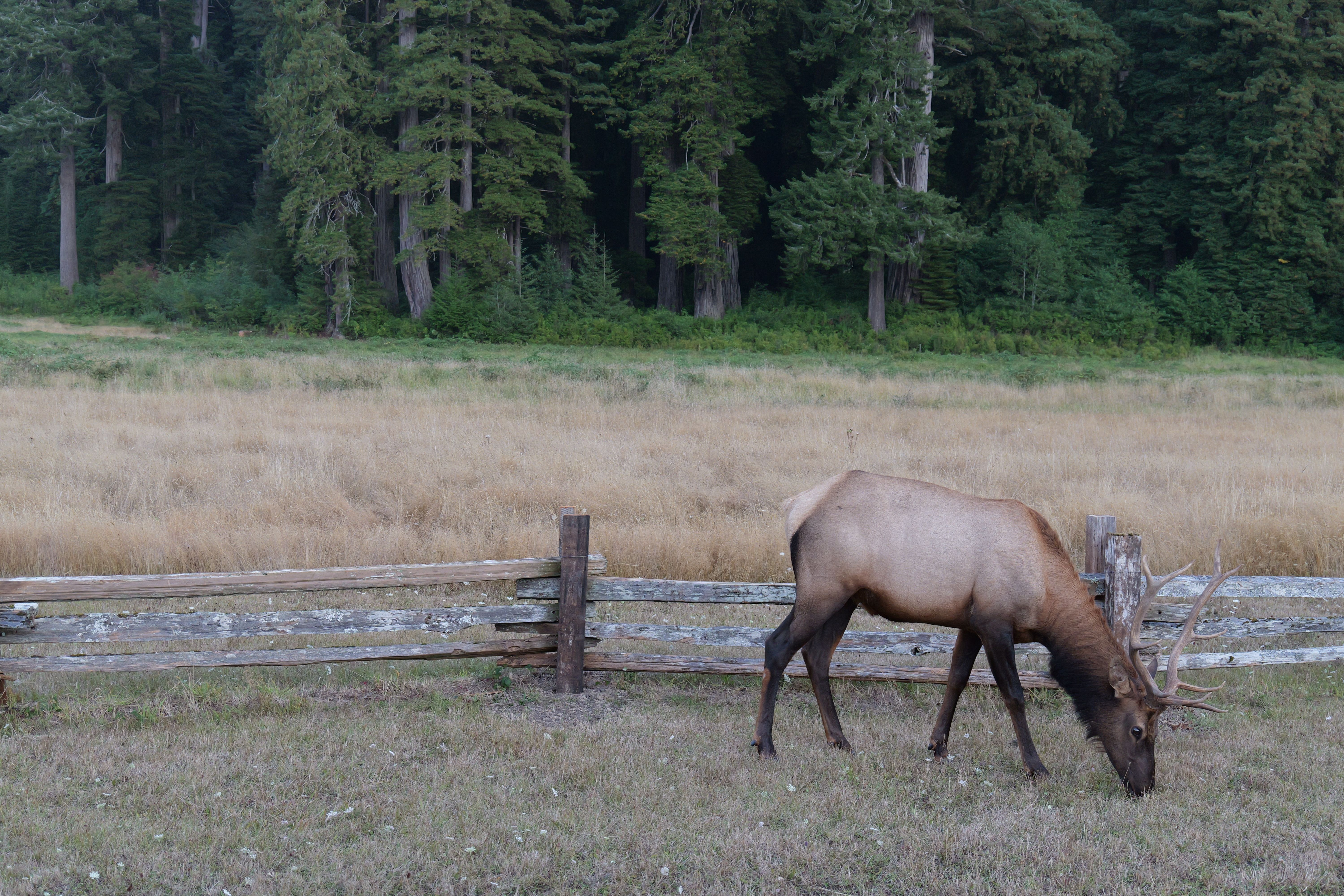 Grazing Elk in Peaceful Forest Clearing · Free Stock Photo