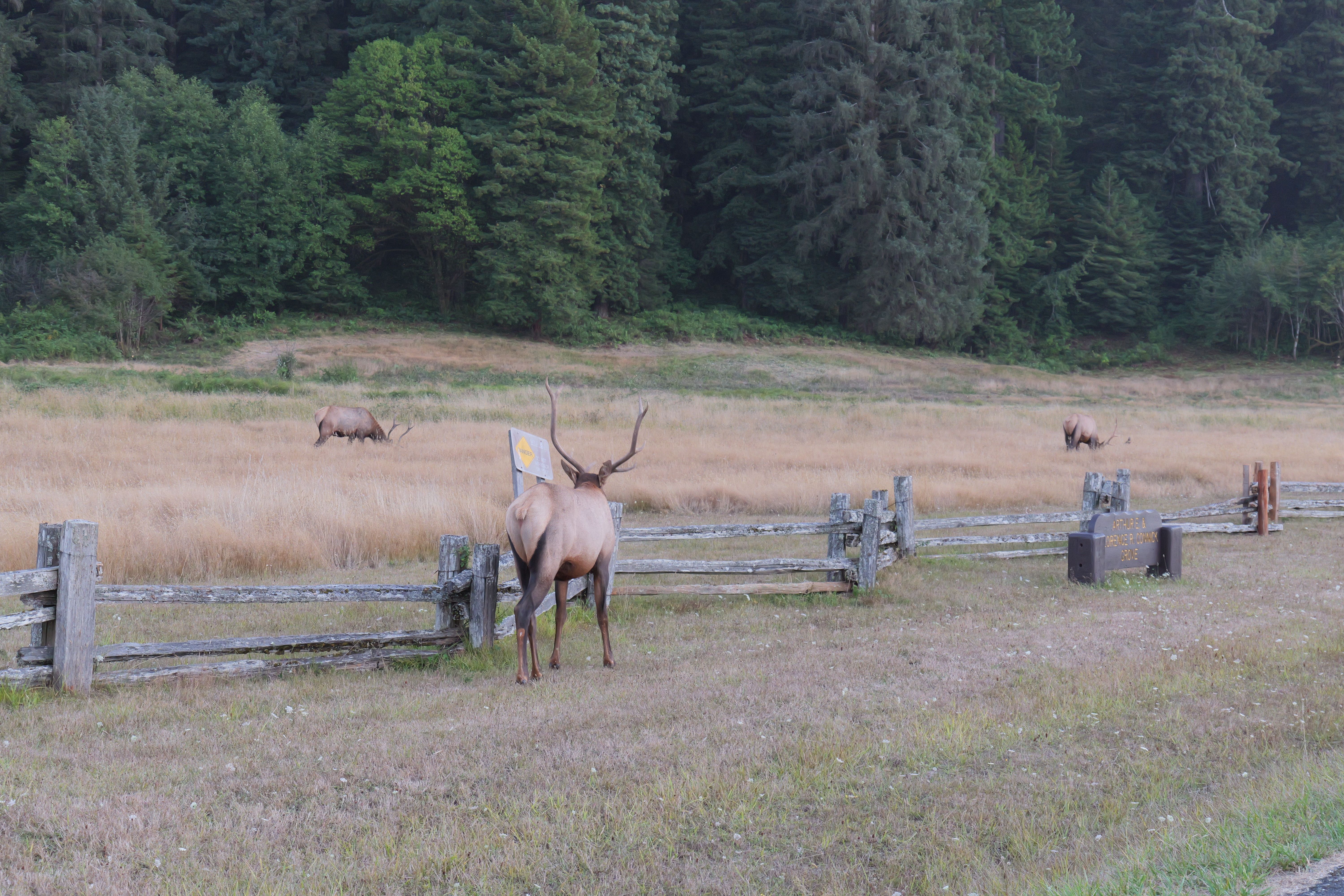 Elk in a Scenic Meadow by Wooden Fence · Free Stock Photo