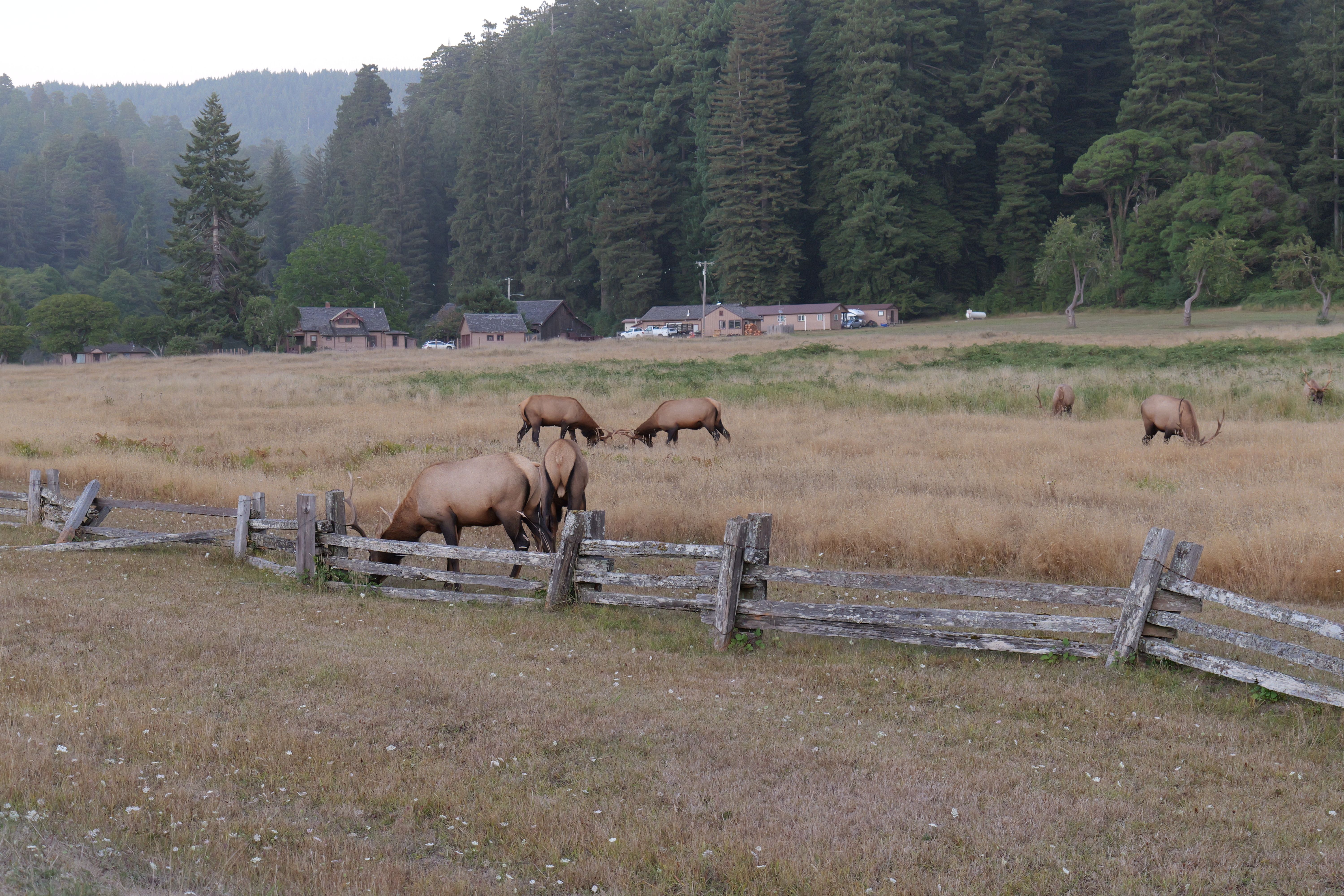 Elk Grazing in a Rustic Rural Field · Free Stock Photo