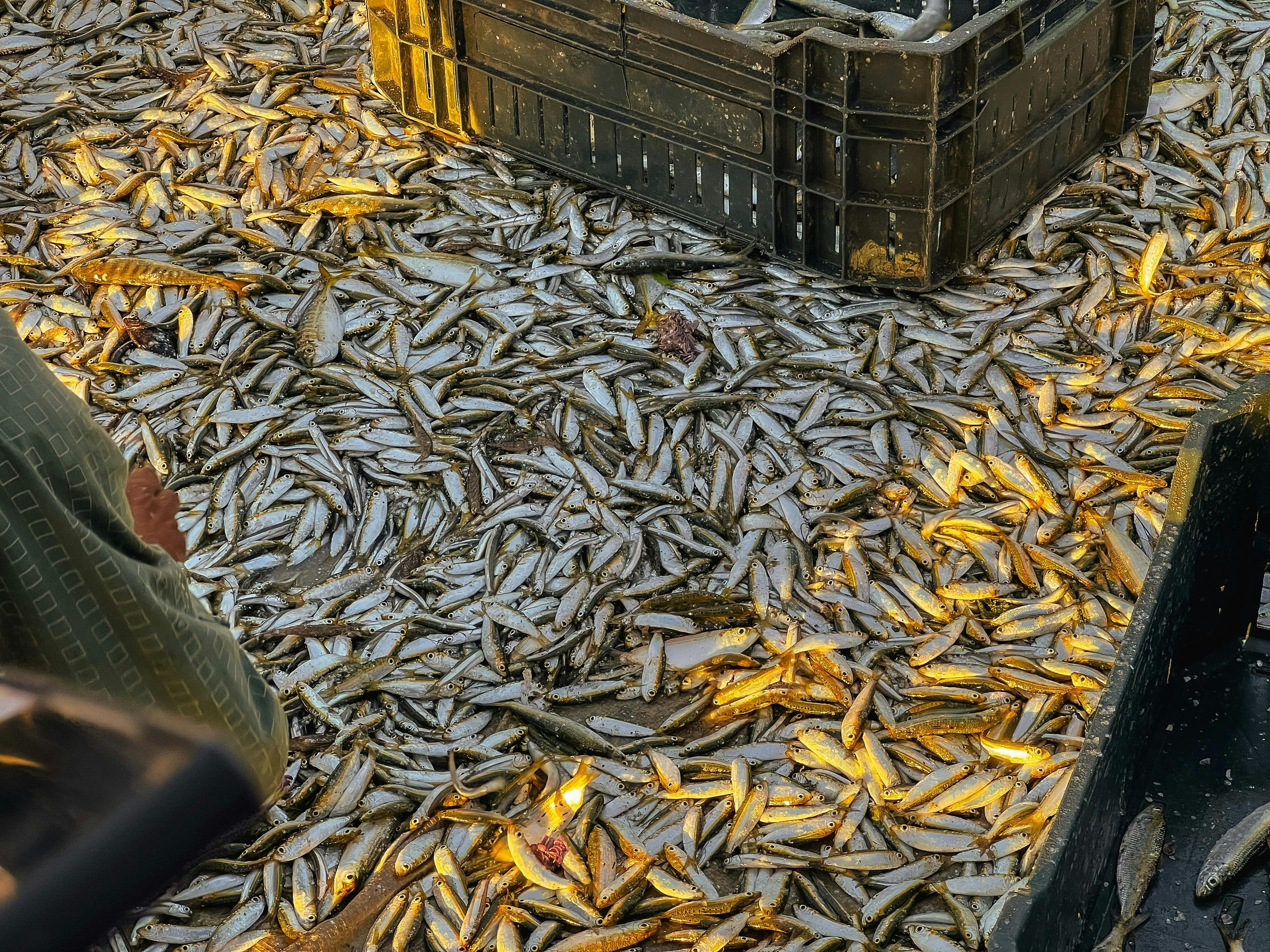 Freshly Caught Fish at Port Said Market · Free Stock Photo