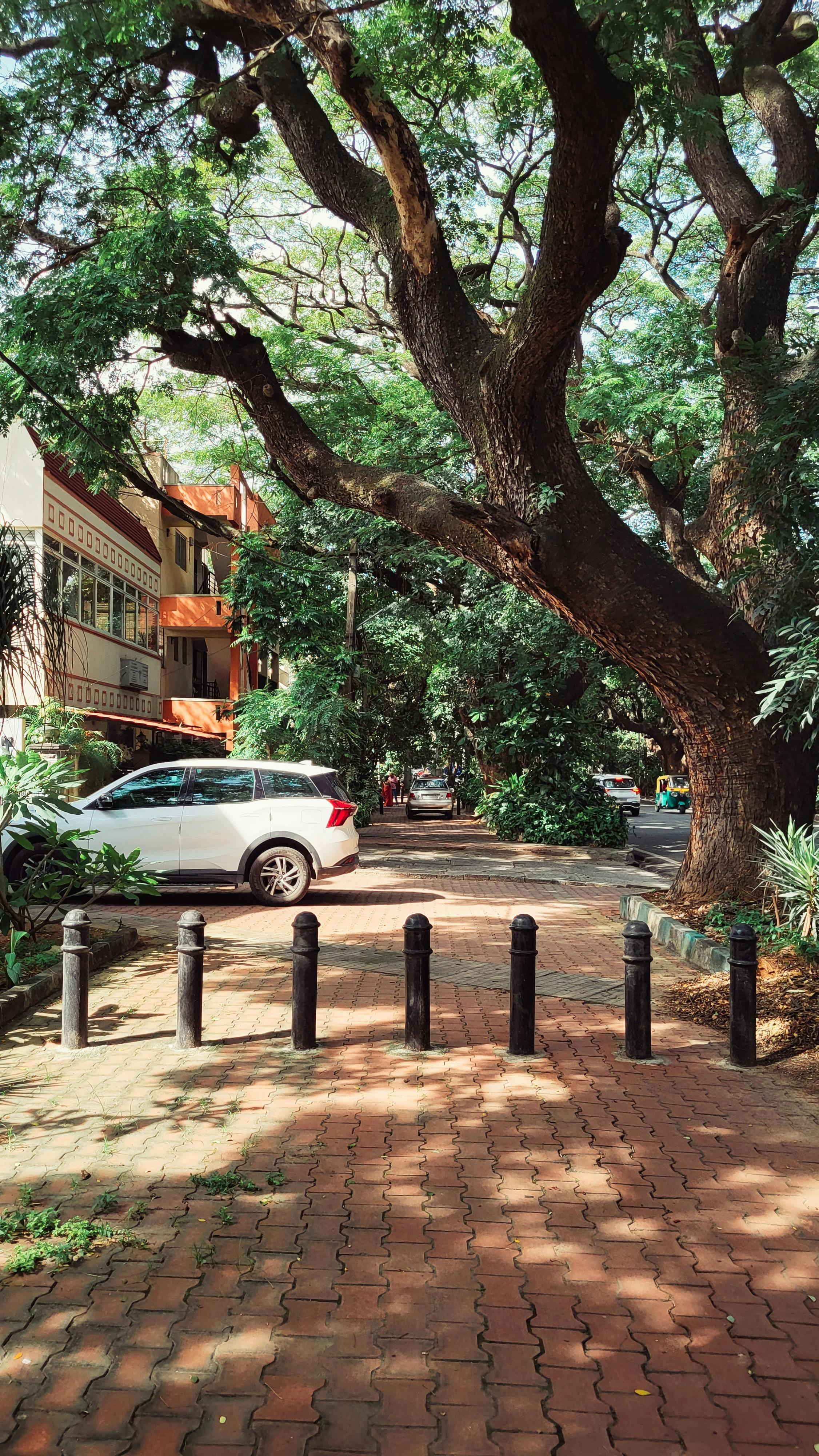 Tree-Lined Urban Street in Peaceful Neighborhood · Free Stock Photo