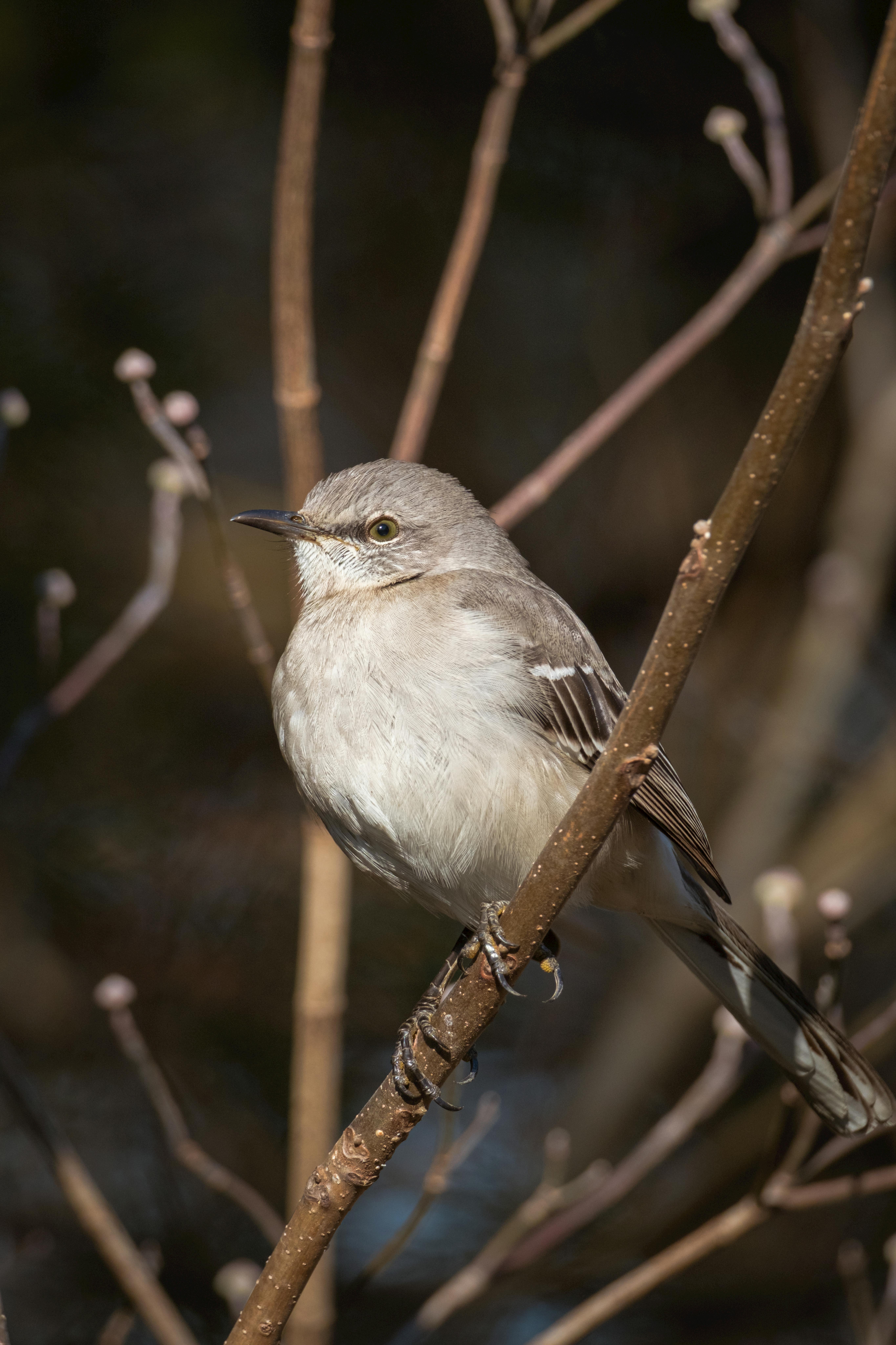 Northern Mockingbird on a Branch in Kentucky · Free Stock Photo