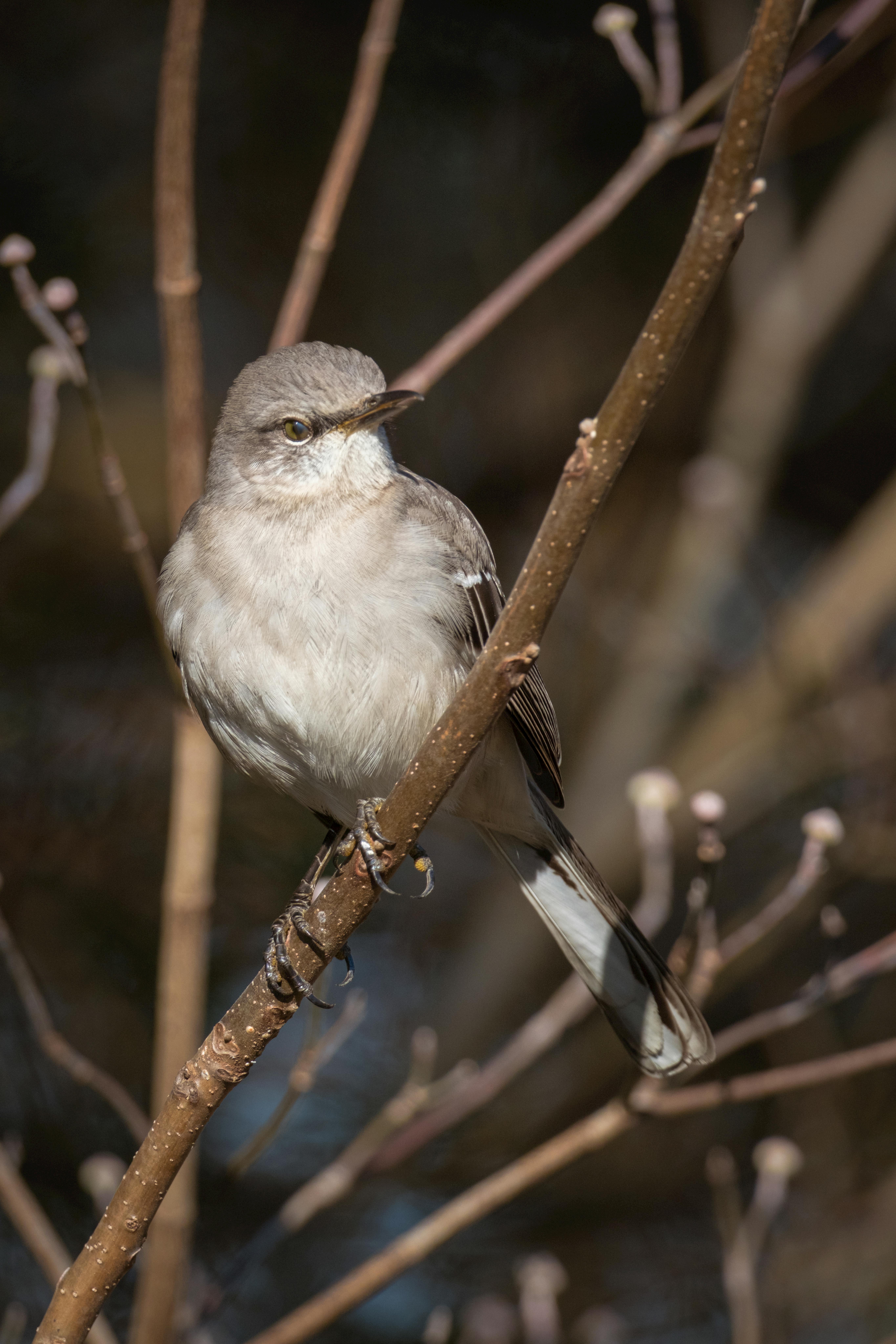 Northern Mockingbird Perched on Bare Branches · Free Stock Photo
