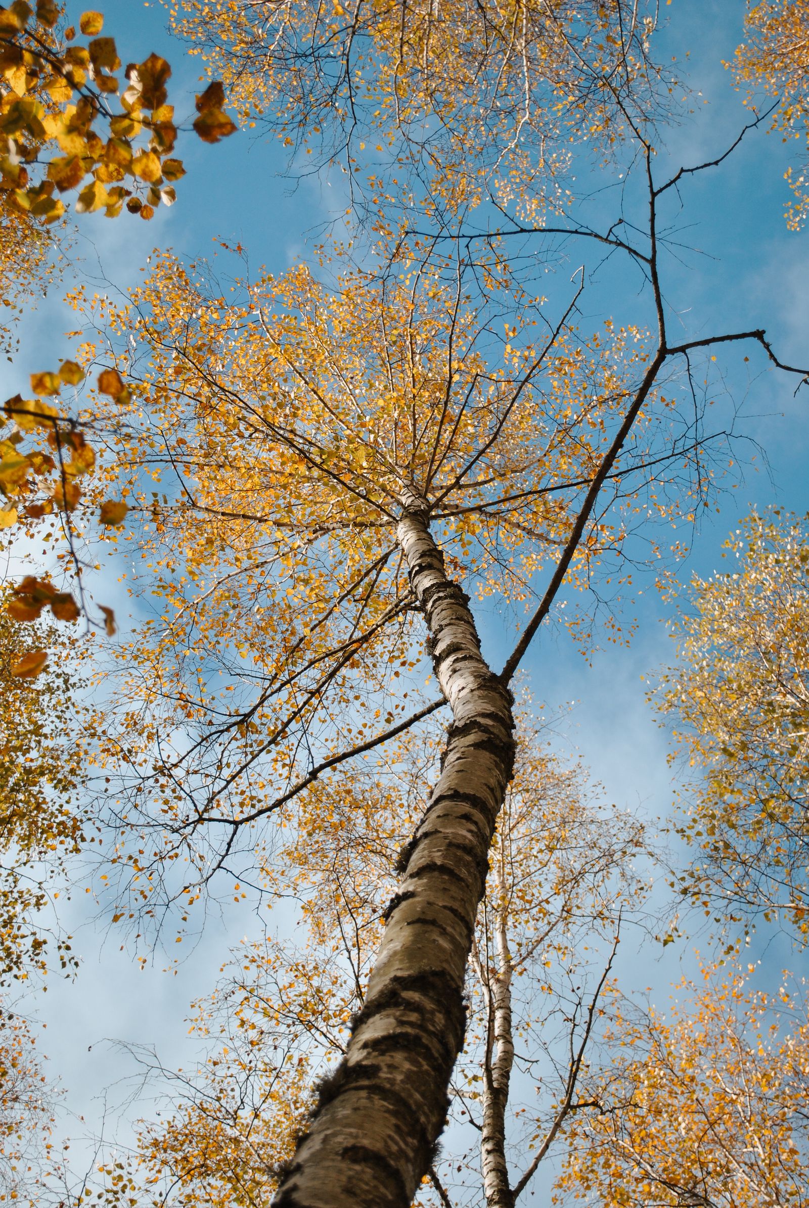 Tree Of Life Photos, Download The BEST Free Tree Of Life Stock Photos ...