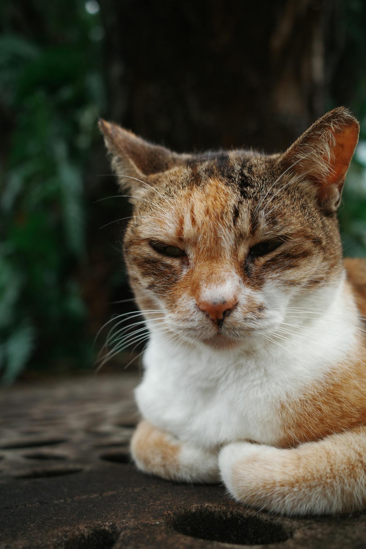 Scared Cat Photos, Download The BEST Free Scared Cat Stock Photos & HD ...