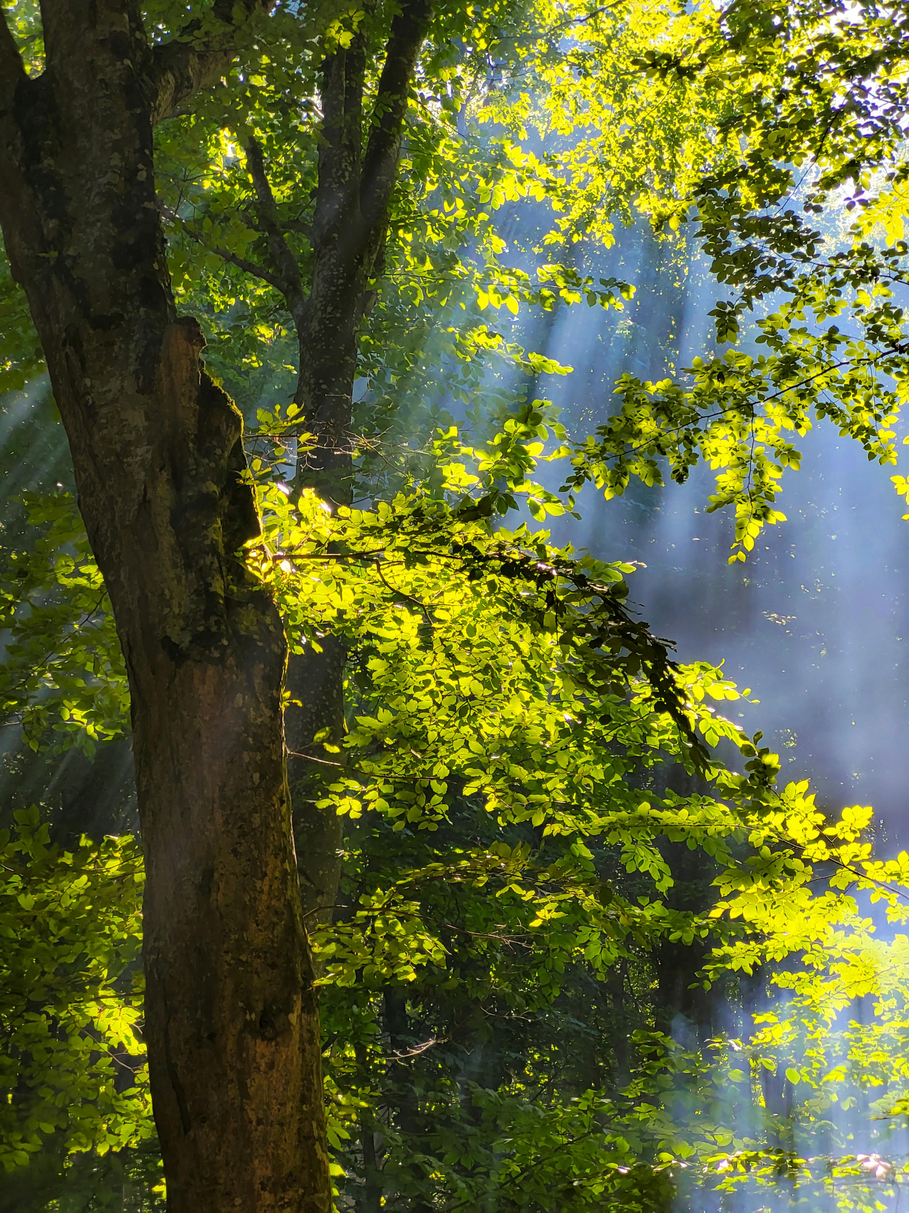 Gratis stockfoto van @buitenshuis, ademen, biologisch, bladerdak ...