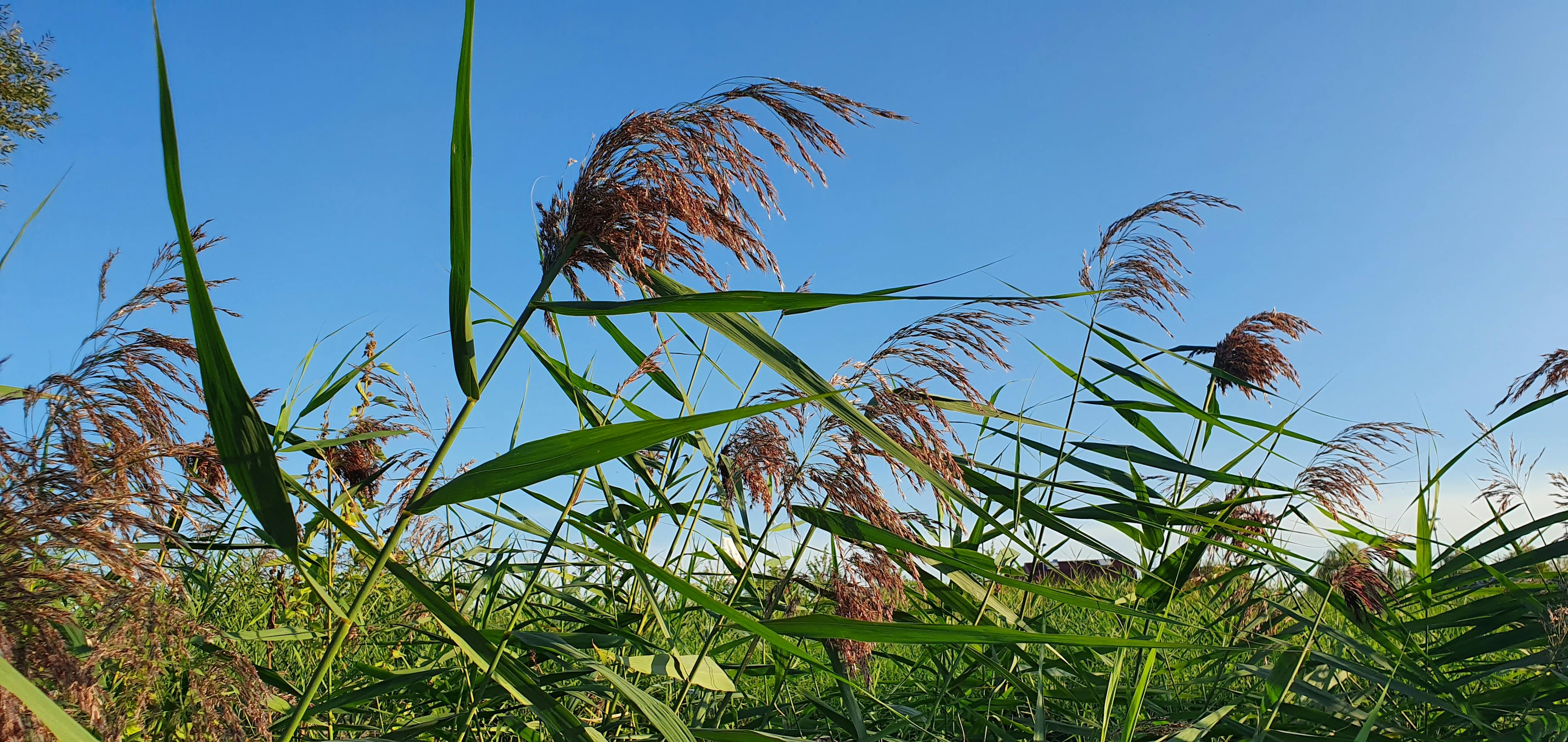 Free stock photo of reed Free stock photo of reed