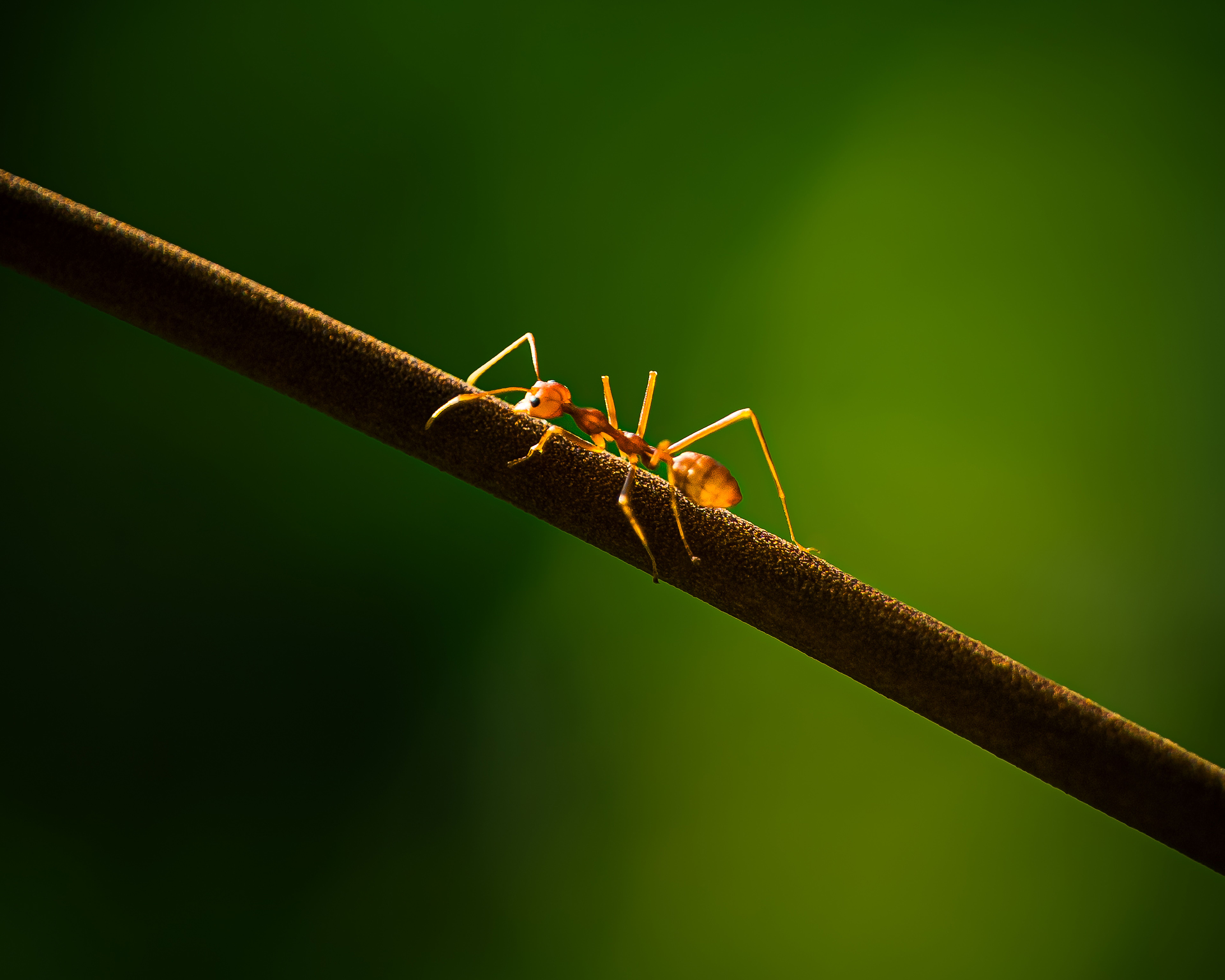 Macro View of Ant on Branch with Green Background · Free Stock Photo