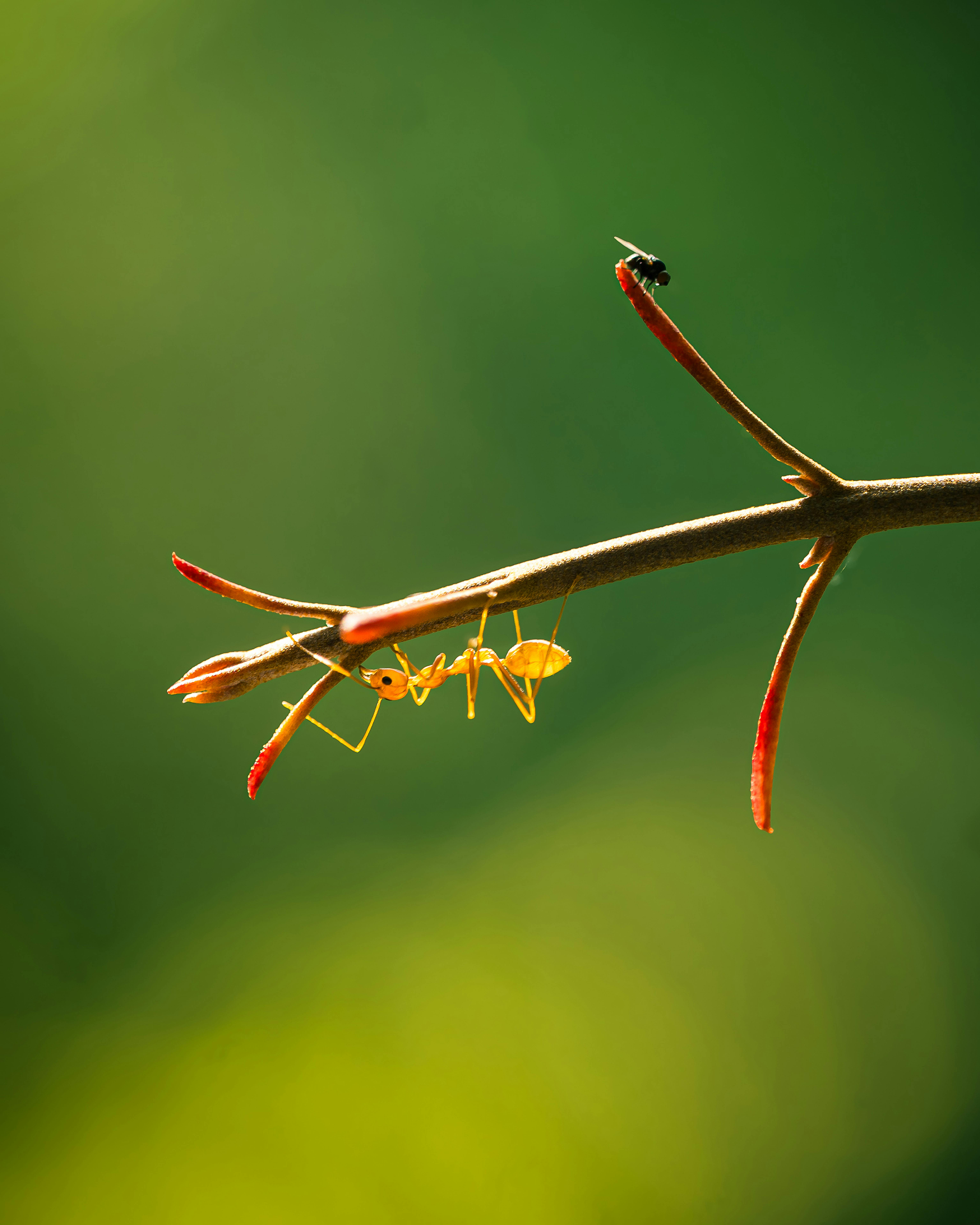 Macro Shot of Ant and Insect on Leaf · Free Stock Photo
