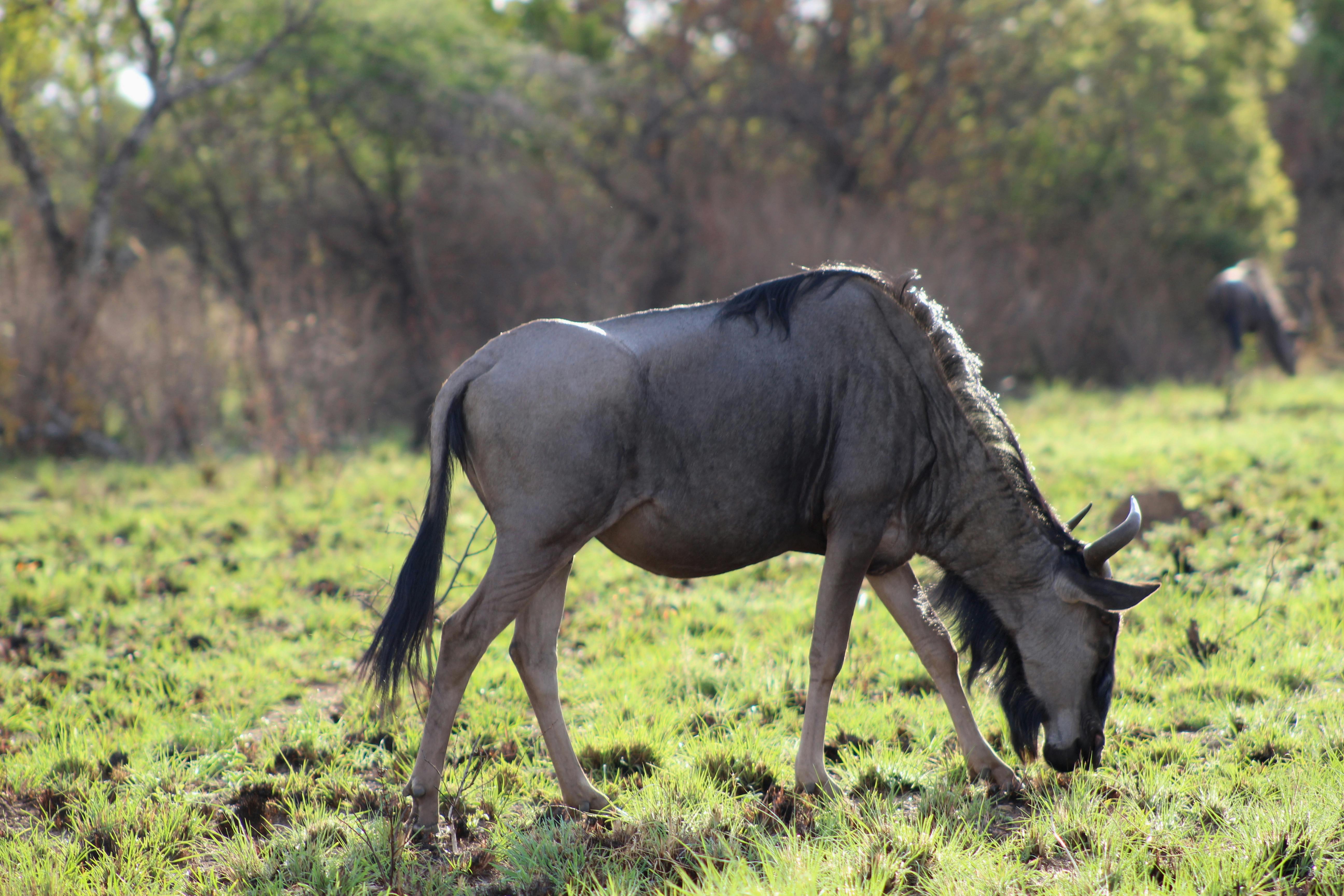 Grazing Wildebeest in South African Savanna · Free Stock Photo