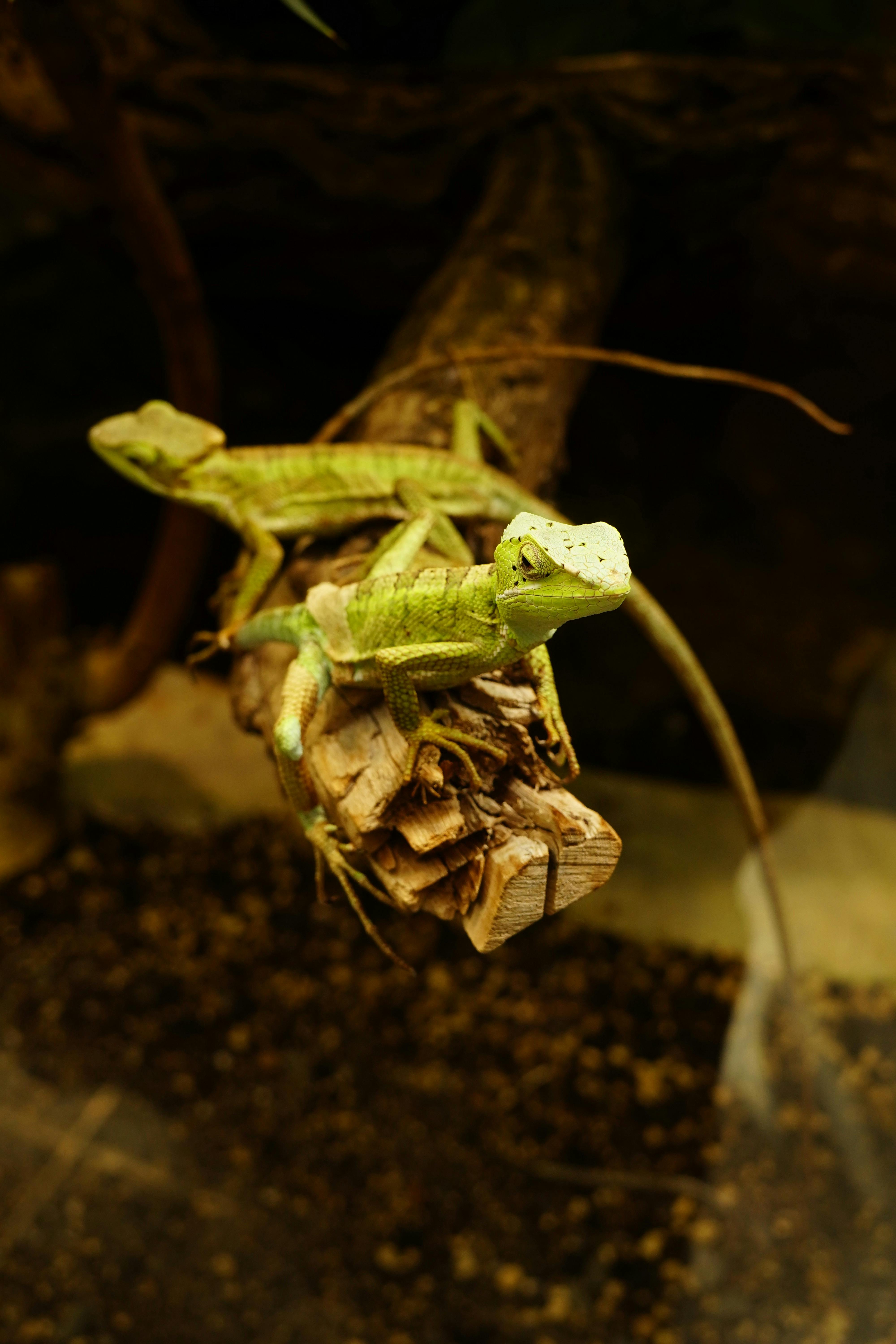 Two Green Lizards Perched on a Branch · Free Stock Photo