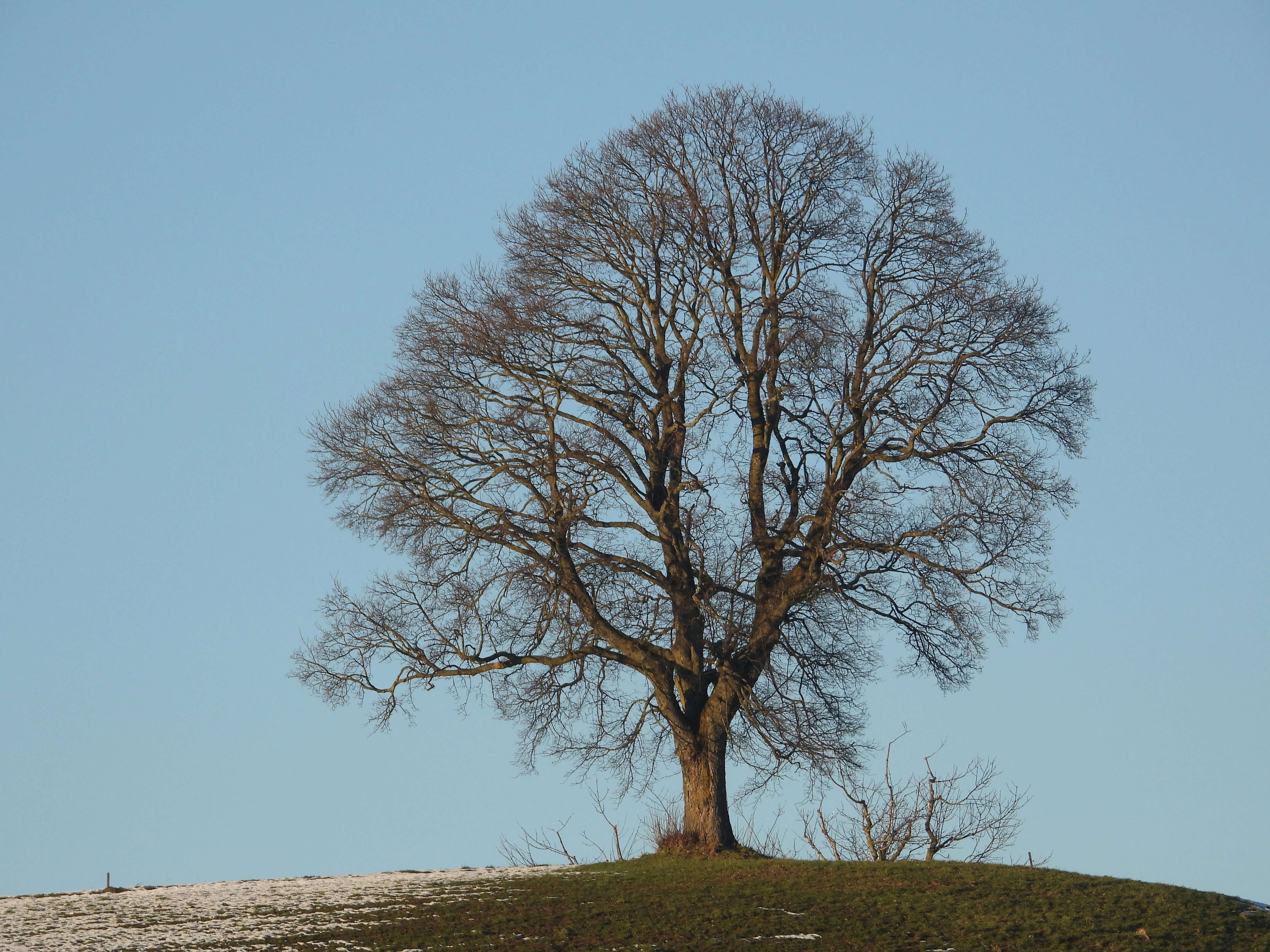 Snow Bac Photos, Download The BEST Free Snow Bac Stock Photos & HD Images