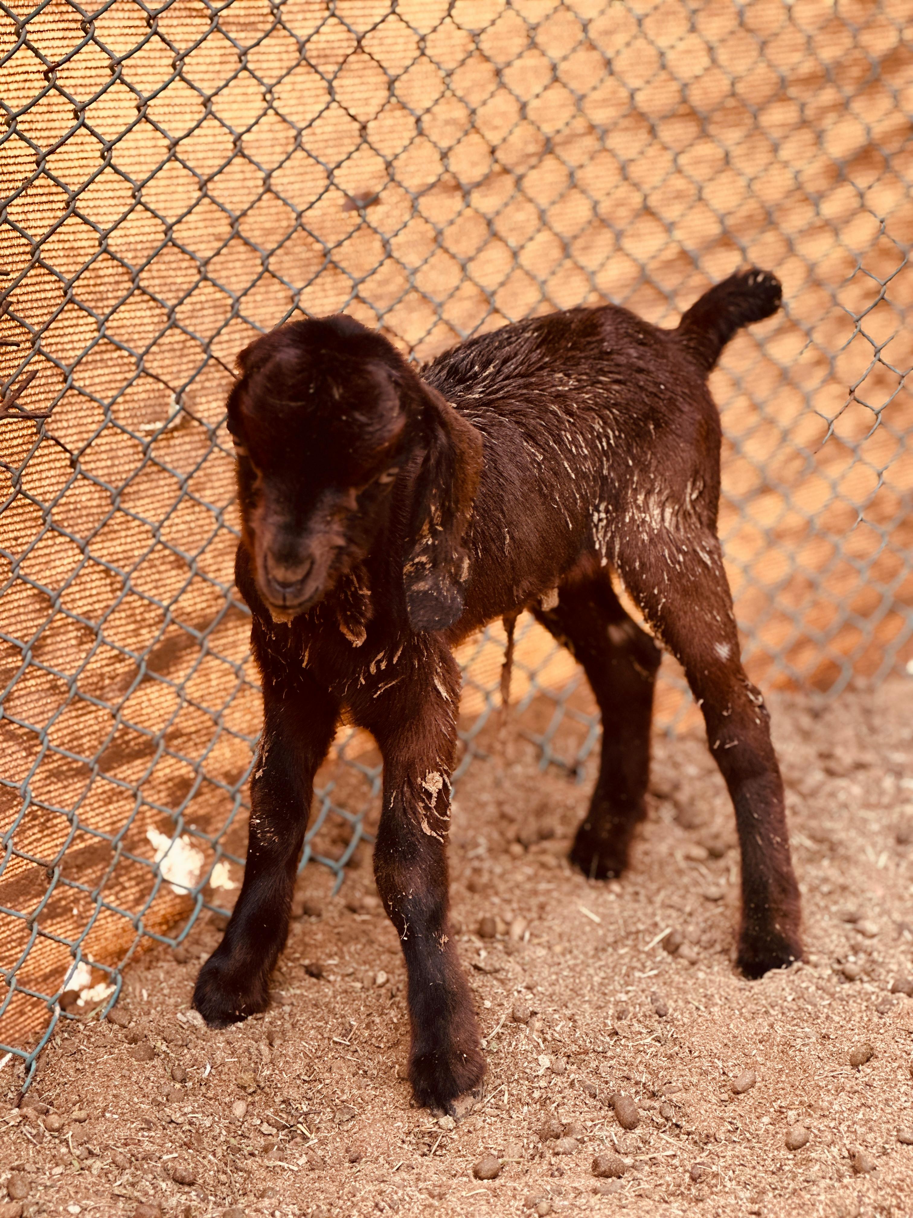 Adorable Young Baby Goat at Farm Fence · Free Stock Photo