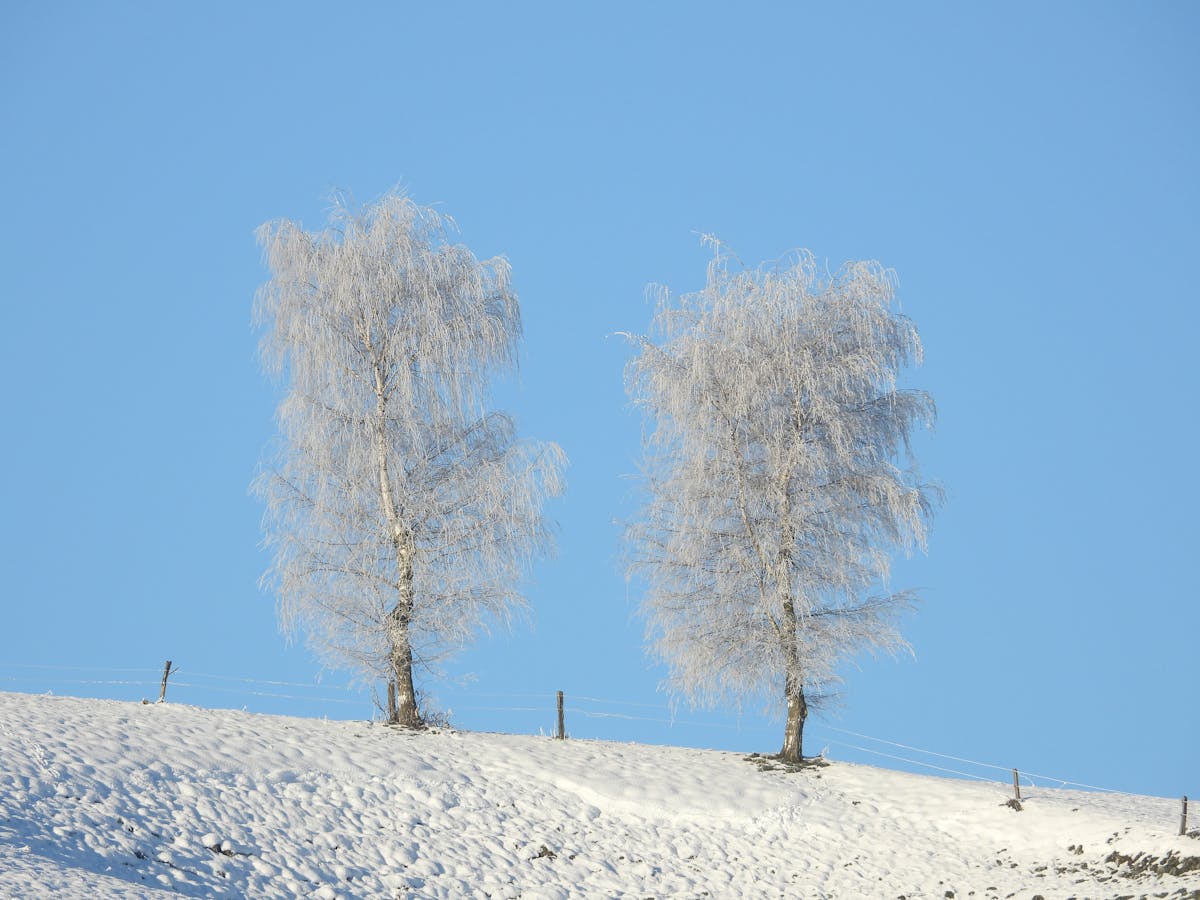 Birch Tree Photos, Download The BEST Free Birch Tree Stock Photos & HD ...